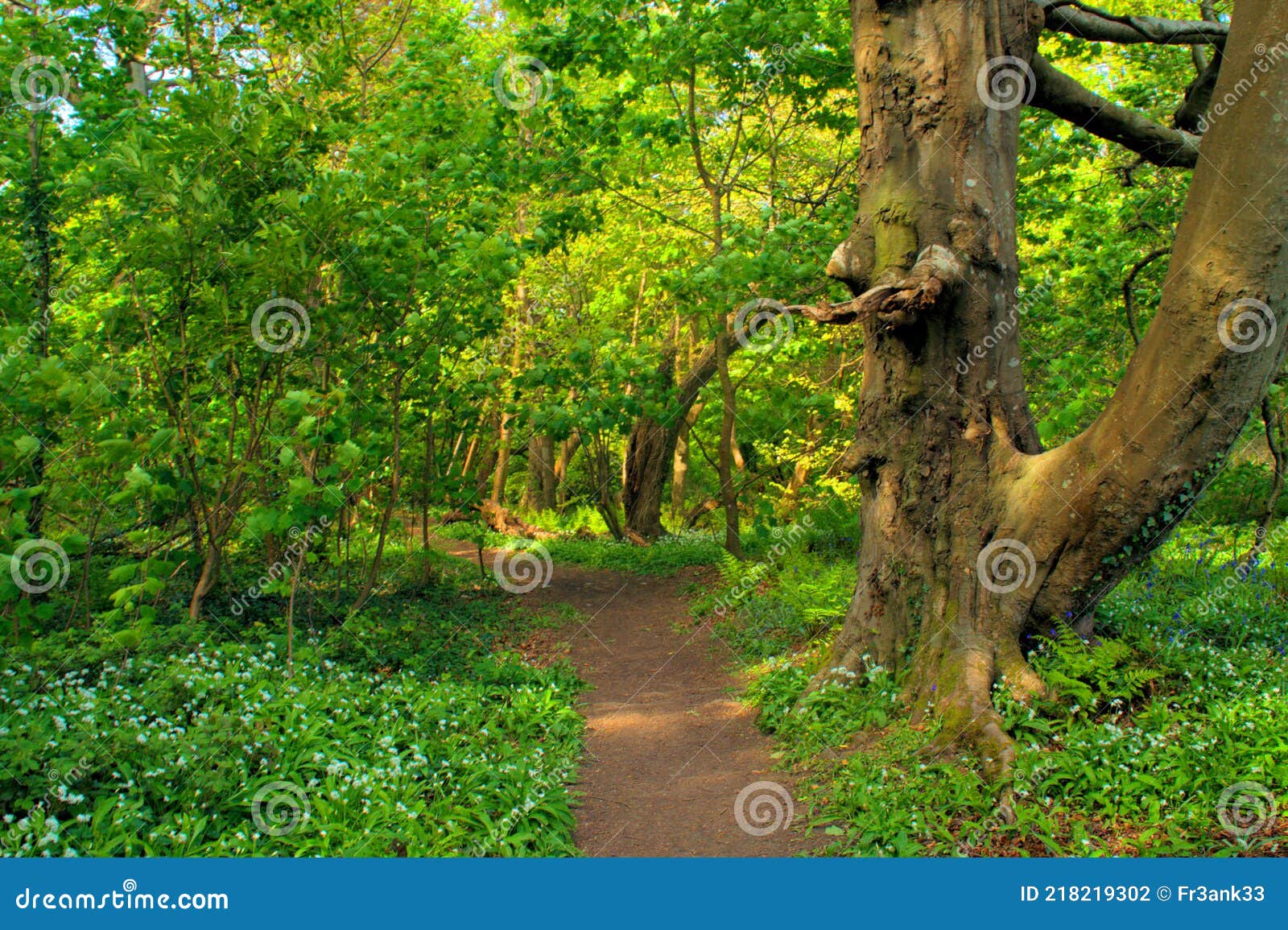 Pathway in forest stock photo. Image of path, forest - 218219302