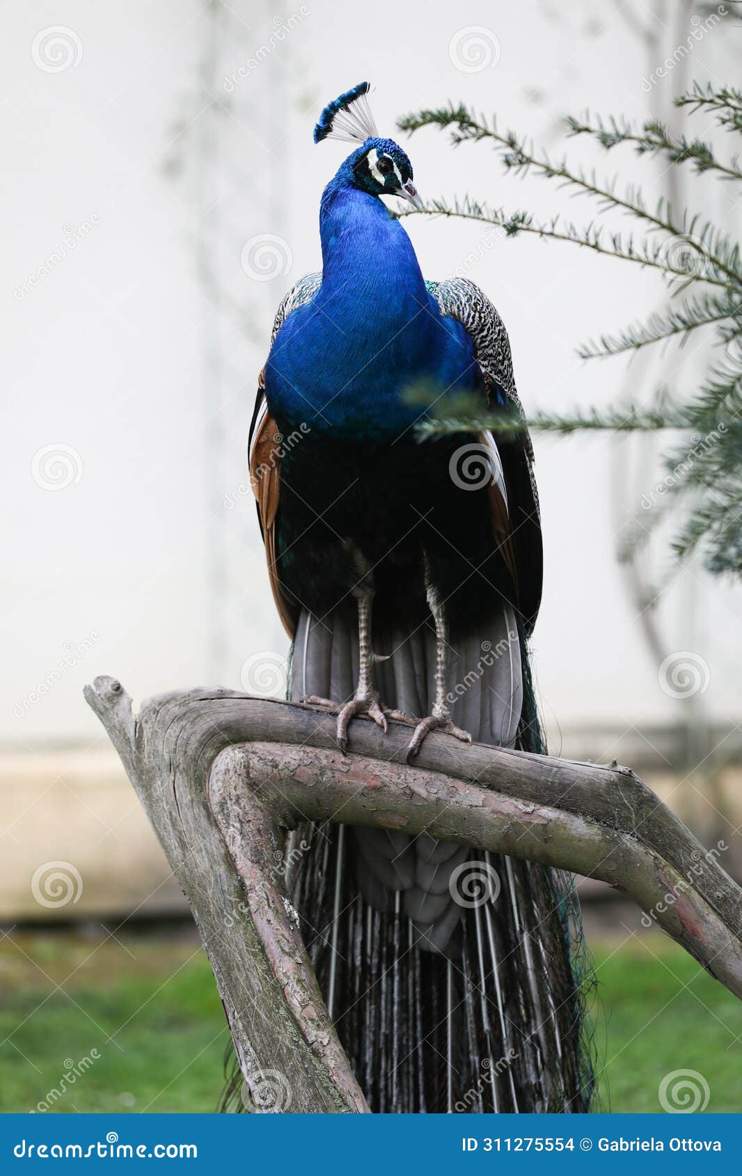 Peacock on a Tree Branch in a Park Stock Photo - Image of plant, branch ...