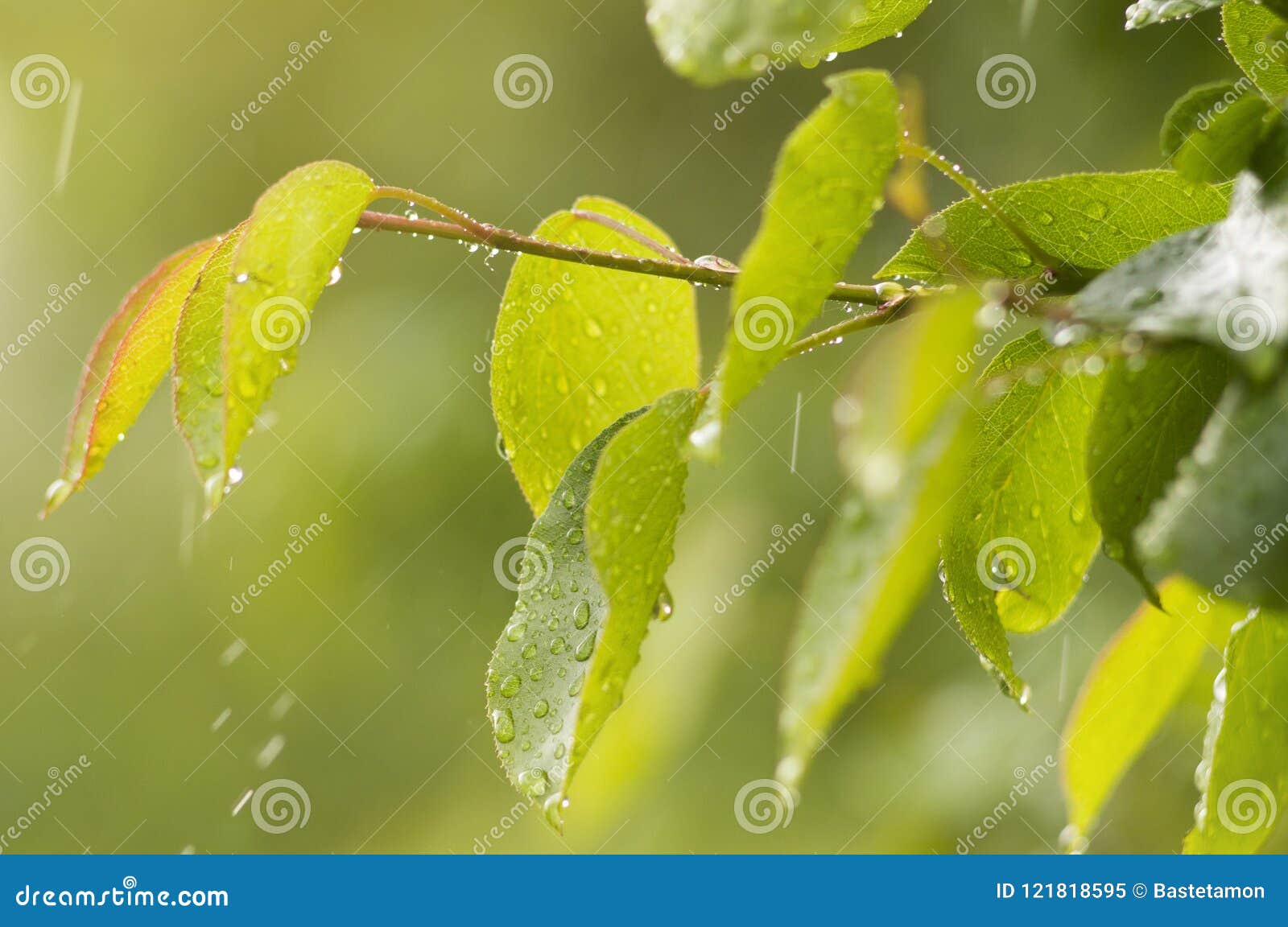 Pear branch under rain stock image. Image of season - 121818595