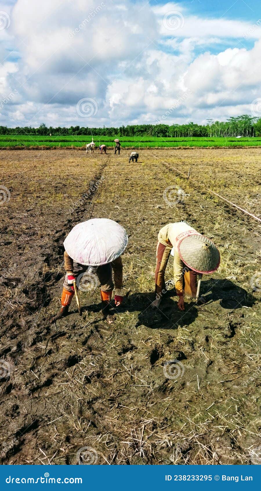 Photo of People Farming in Open Fields Stock Image - Image of field ...