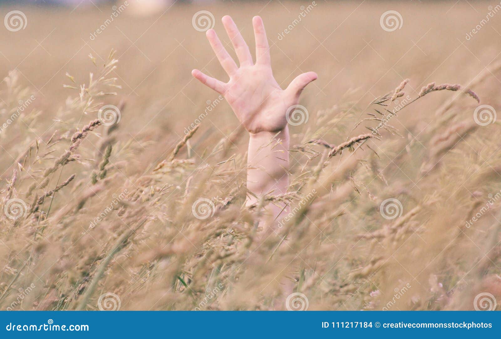 Photo Of Person's Right Hand In Field Picture. Image: 111217184