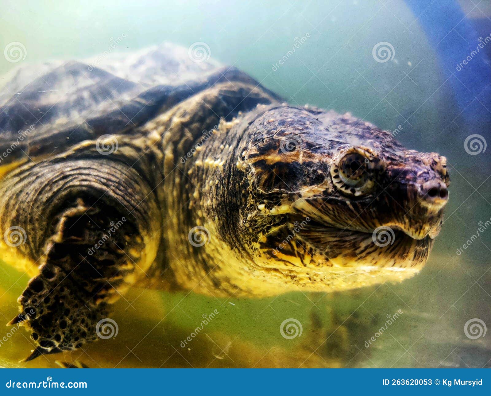 Photo of a Pet Turtle in an Aquarium Stock Image - Image of nature ...