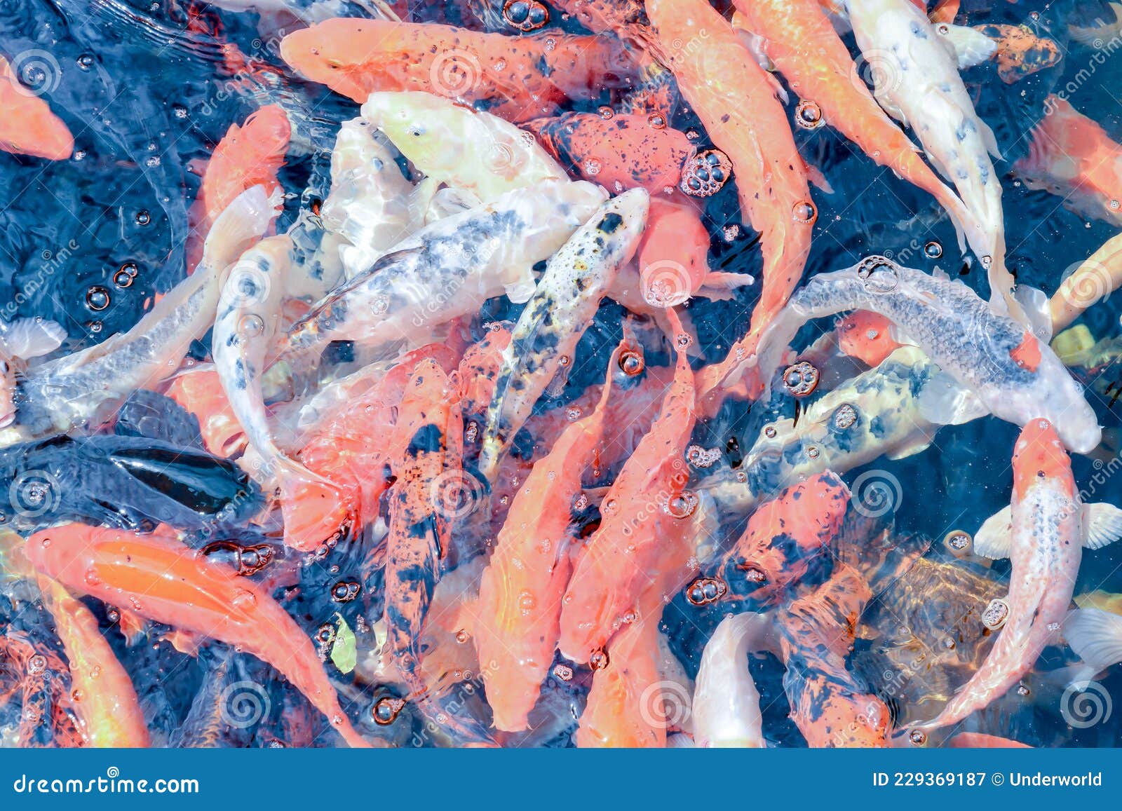 Carp Fish Texture Background Pattern Stock Image - Image of fish ...