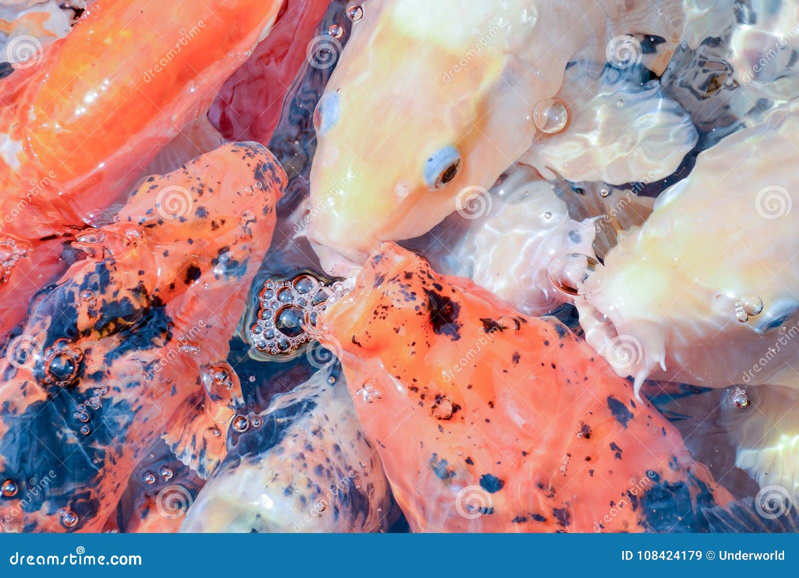 Carp Fish Texture Background Pattern Stock Image - Image of nature ...