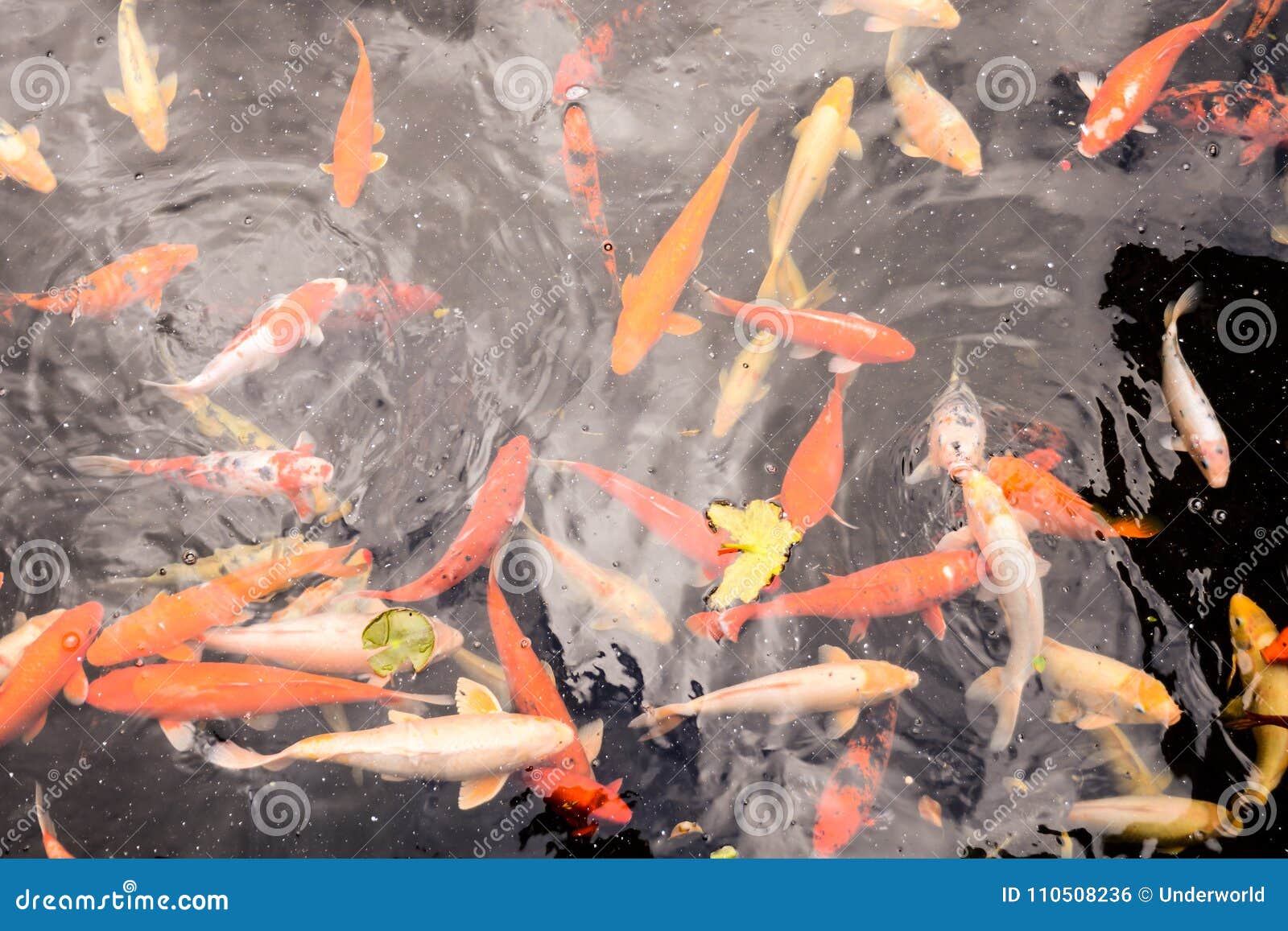 Carp Fish Texture Background Pattern Stock Photo - Image of asian ...