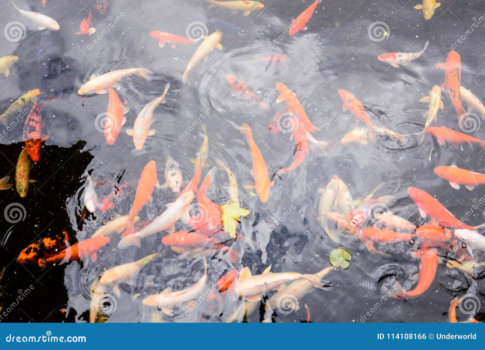 Carp Fish Texture Background Pattern Stock Photo - Image of carp, water ...