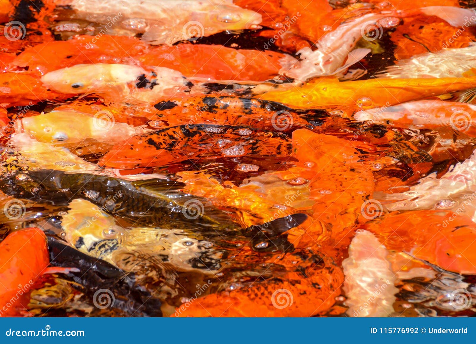 Carp Fish Texture Background Pattern Stock Photo - Image of food ...