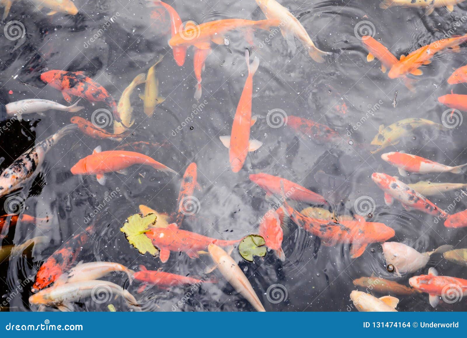 Carp Fish Texture Background Pattern Stock Photo - Image of texture ...