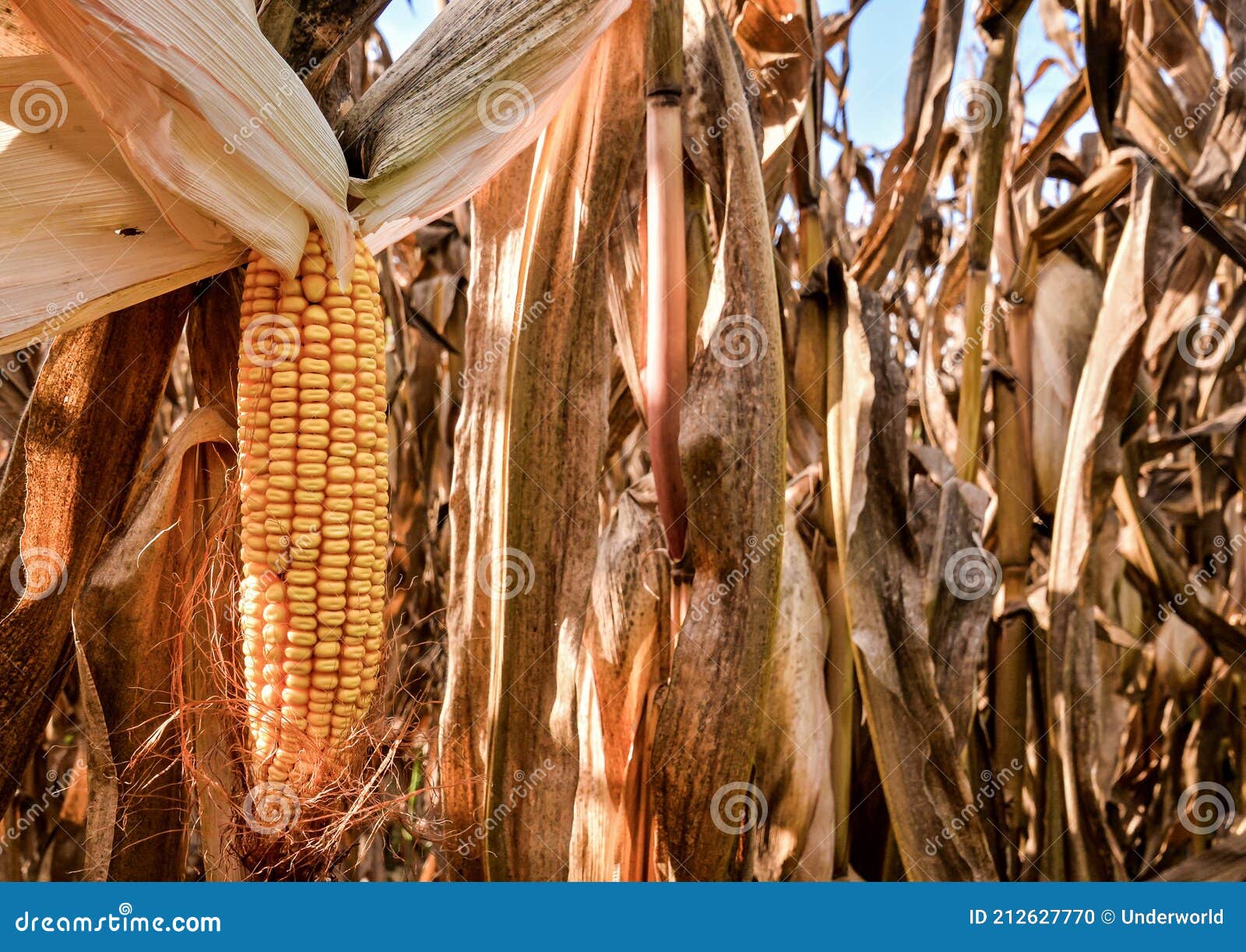 Corn Plant Background stock photo. Image of wheat, plant - 212627770