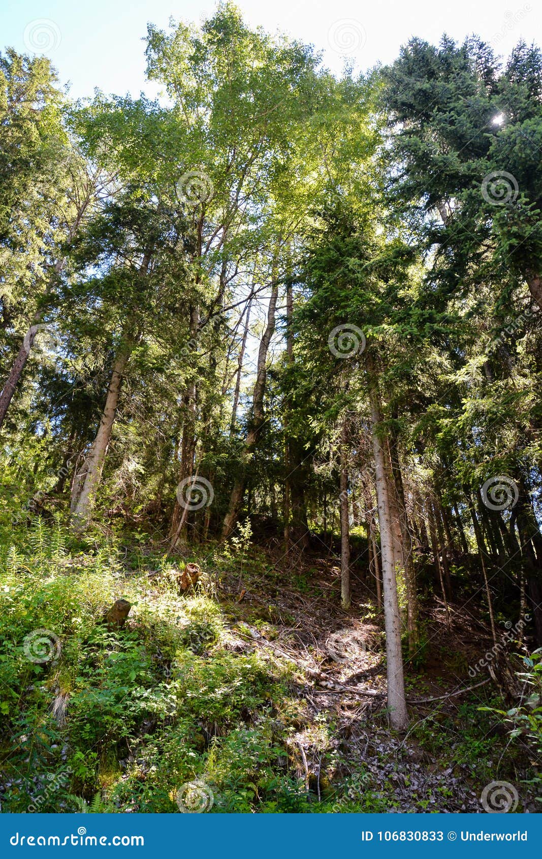 Forest Seamless Pattern Texture Background Stock Image - Image of ...