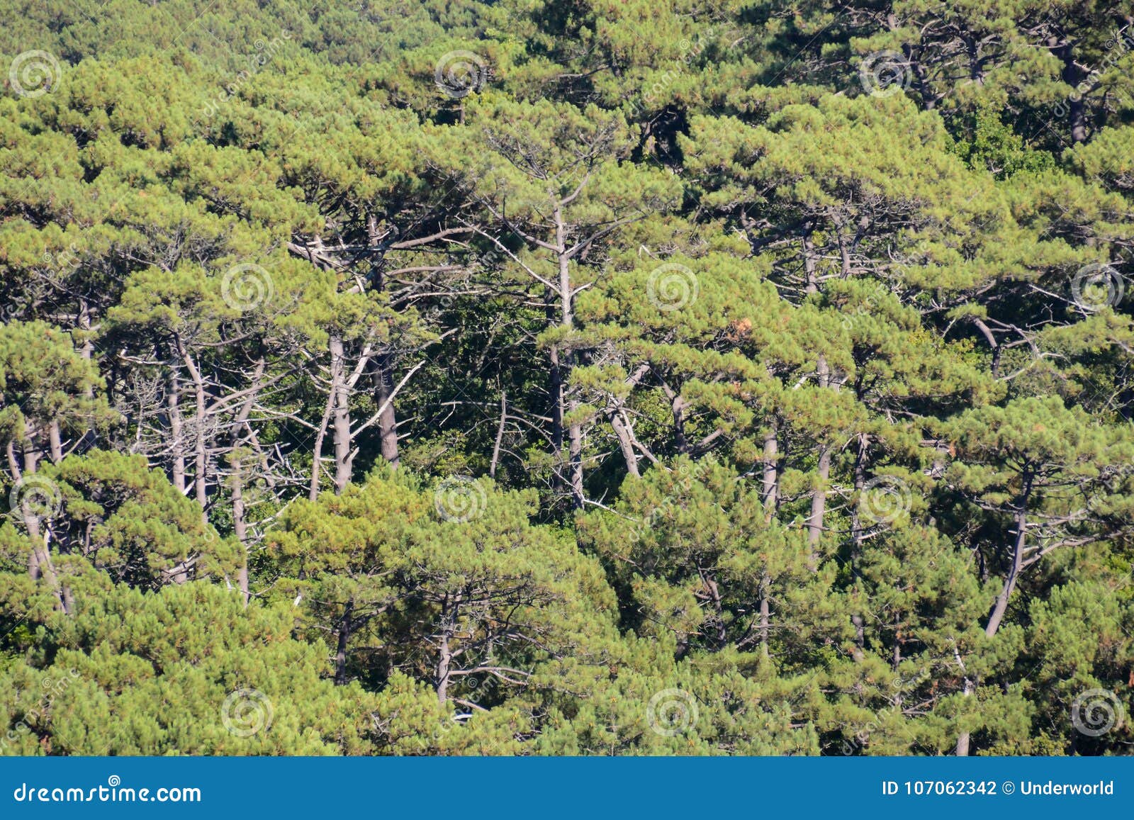 Forest Seamless Pattern Texture Background Stock Photo - Image of trees ...
