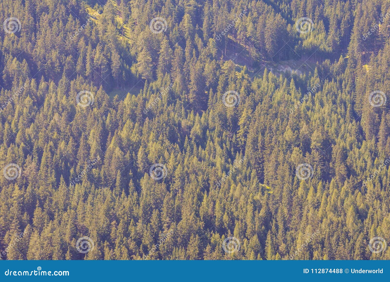Forest Seamless Pattern Texture Background Stock Photo - Image of ...