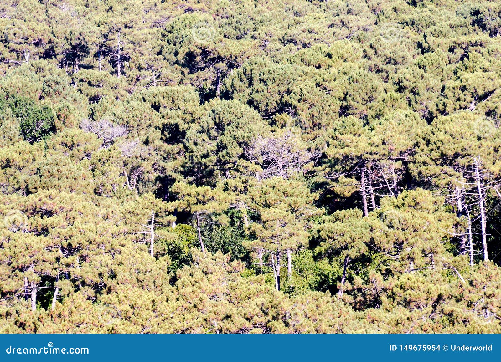 Forest Seamless Pattern Texture Background Stock Photo - Image of ...