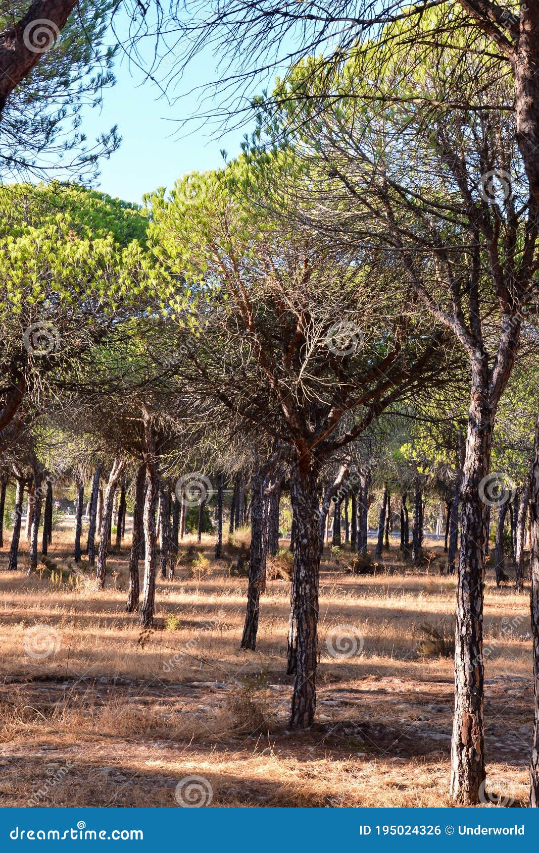 Forest Seamless Pattern Texture Background Stock Photo - Image of green ...