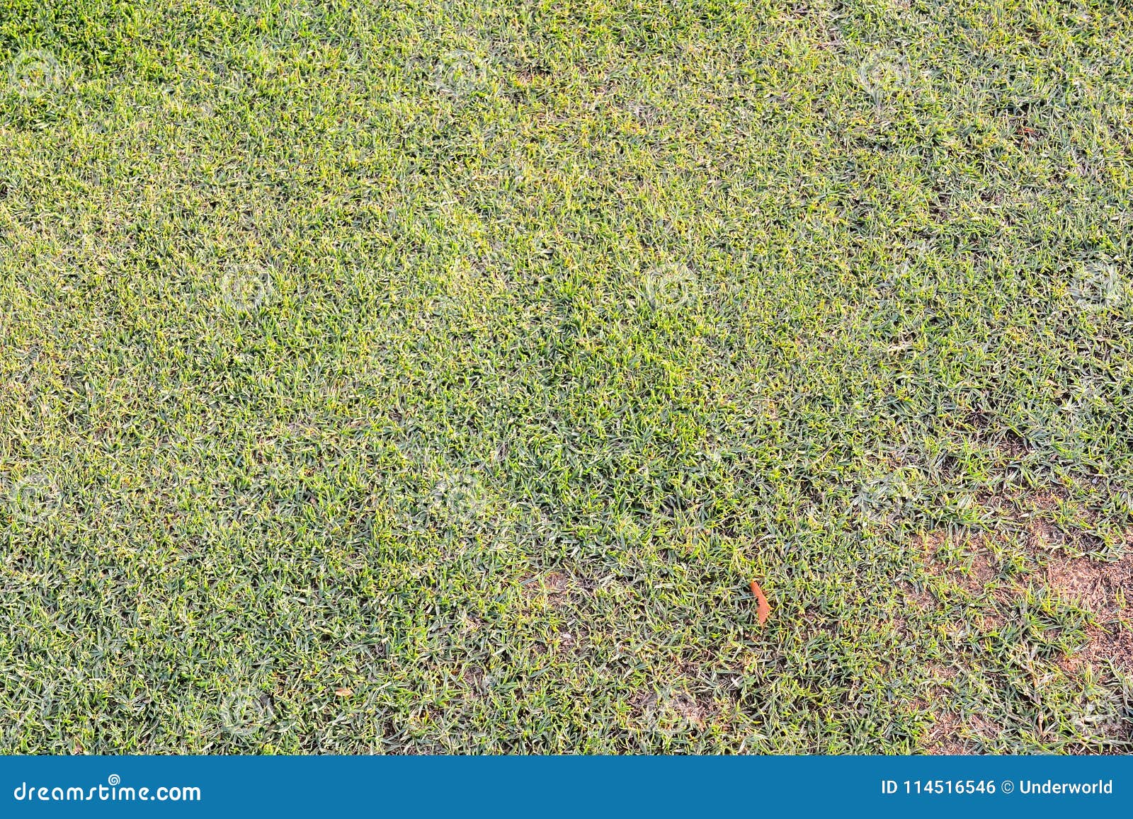 Green Grass Pattern Texture Stock Photo - Image of grassy, abstract ...