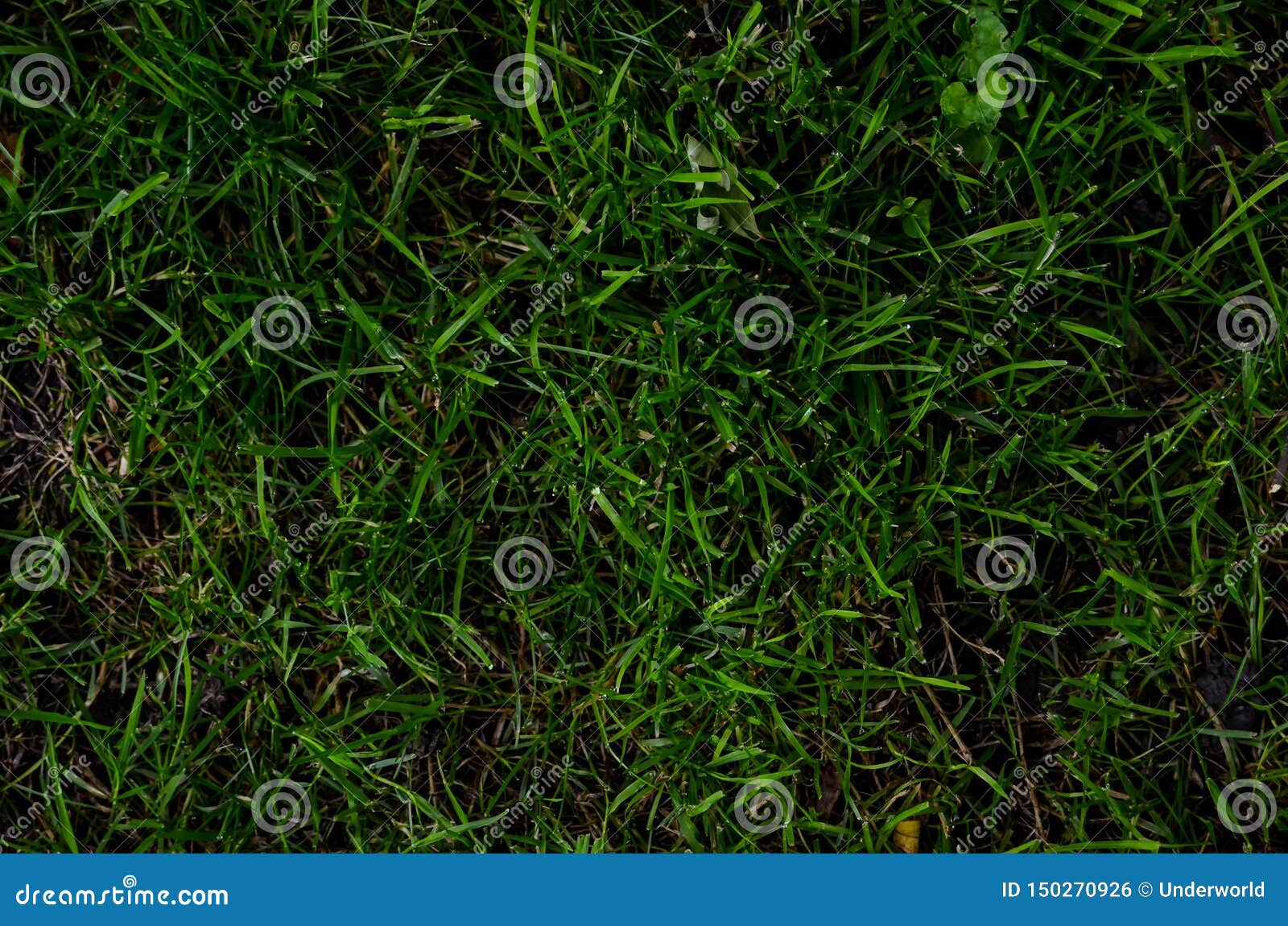 Green Grass Pattern Texture Stock Photo - Image of grassy, golf: 150270926