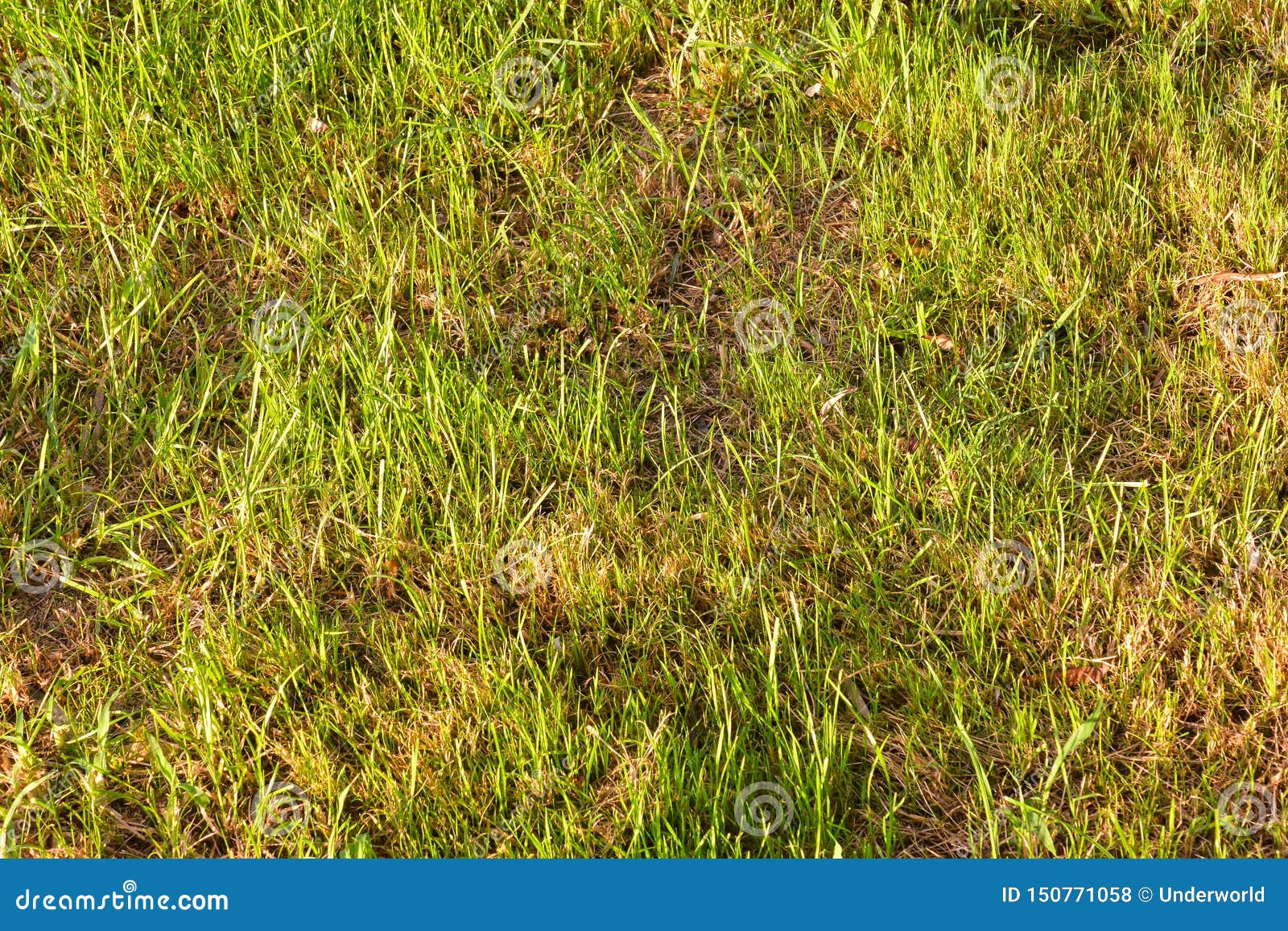 Green Grass Pattern Texture Stock Photo - Image of natural, outdoor ...