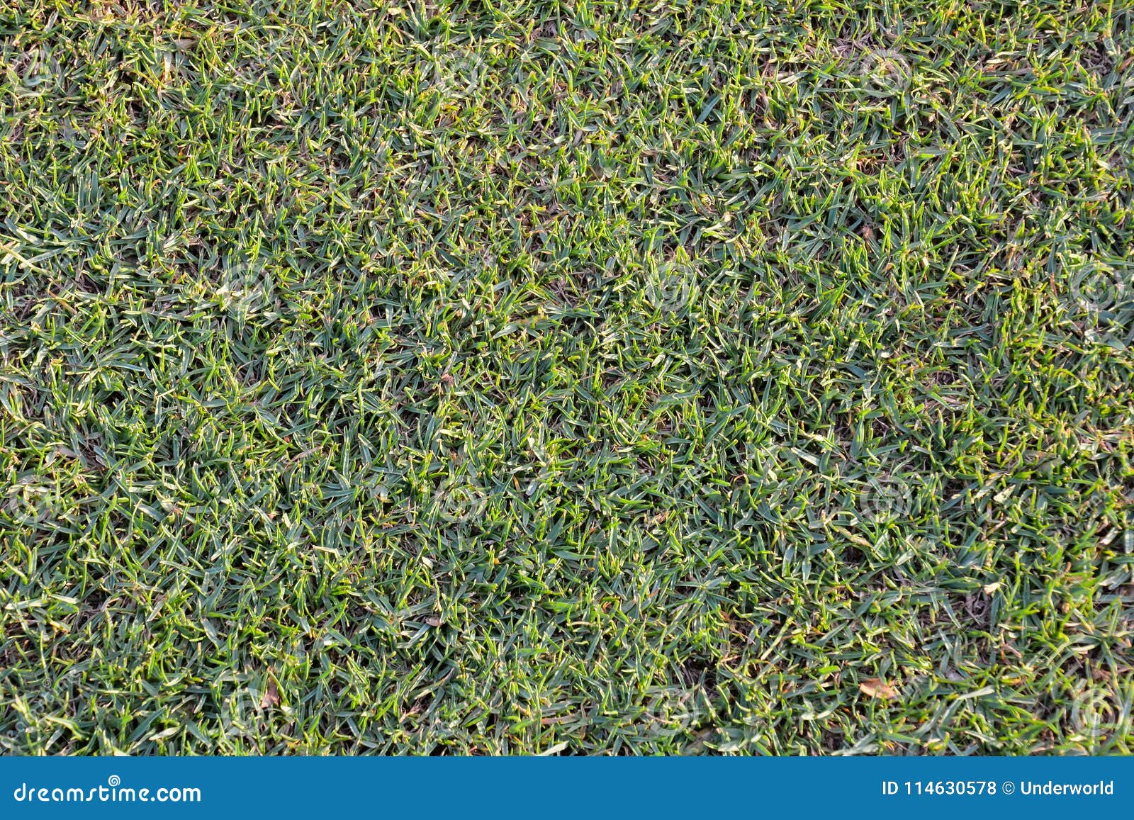 Green Grass Pattern Texture Background Stock Photo - Image of ...