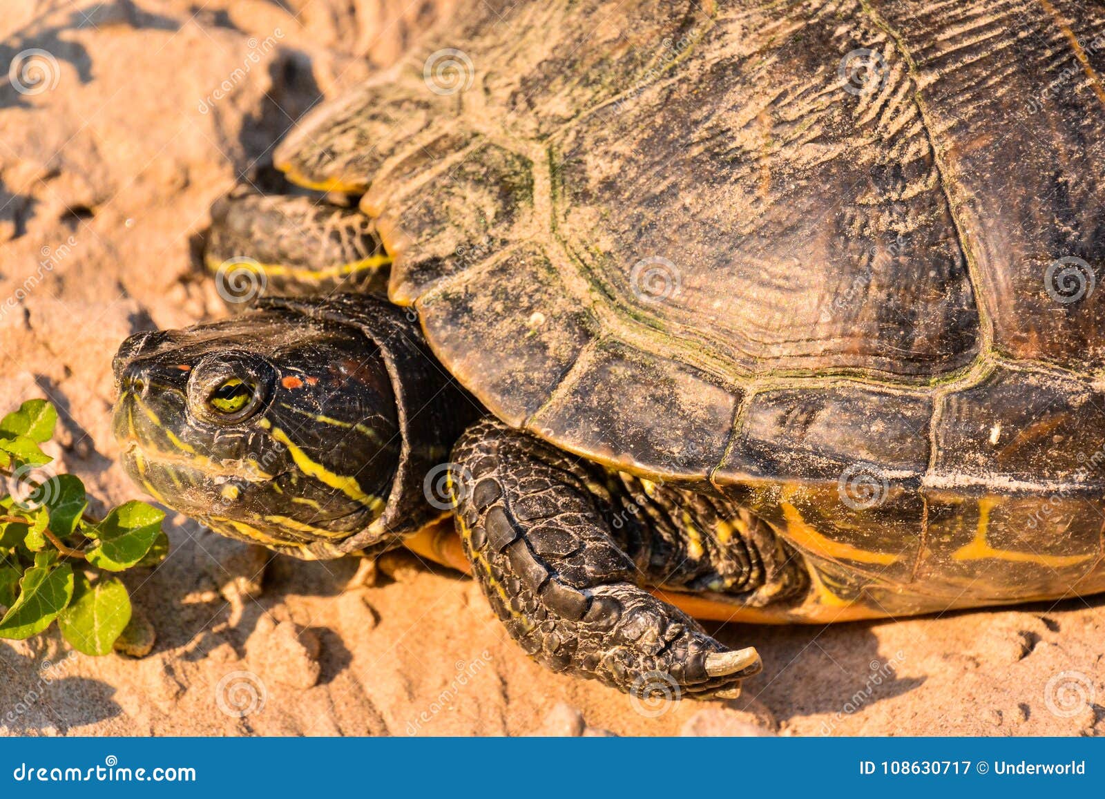 Trachemys Scripta Elegans Tortoise Stock Image - Image of nature ...