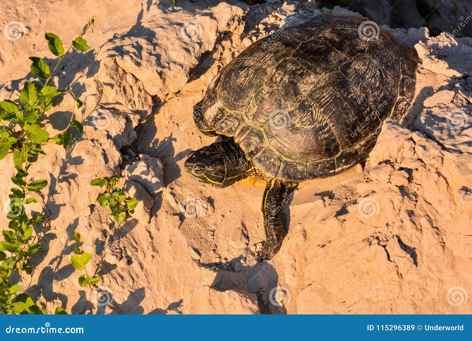 Trachemys Scripta Elegans Tortoise Stock Image - Image of fauna, turtle ...