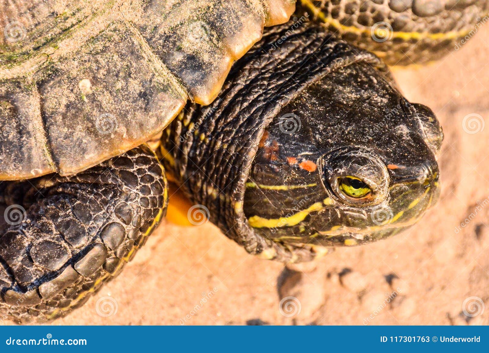 Trachemys Scripta Elegans Tortoise Stock Image - Image of wildlife ...