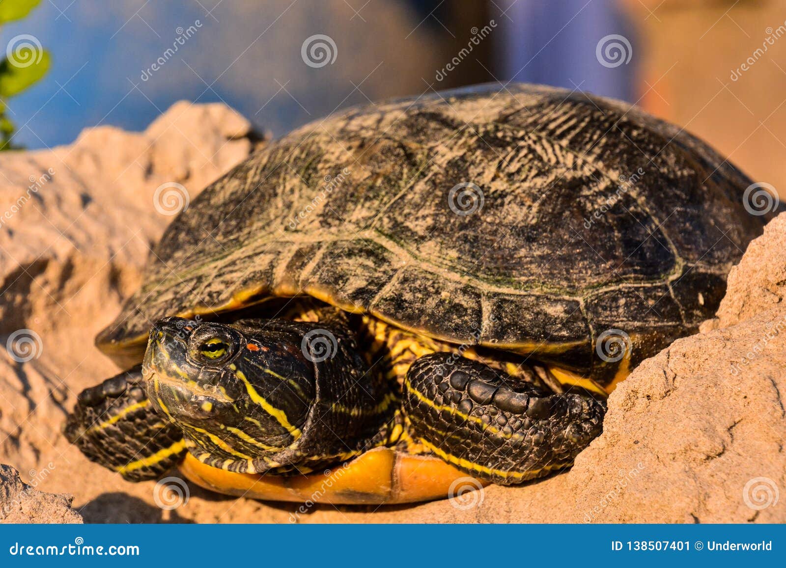 Trachemys Scripta Elegans Tortoise Stock Image - Image of shell ...