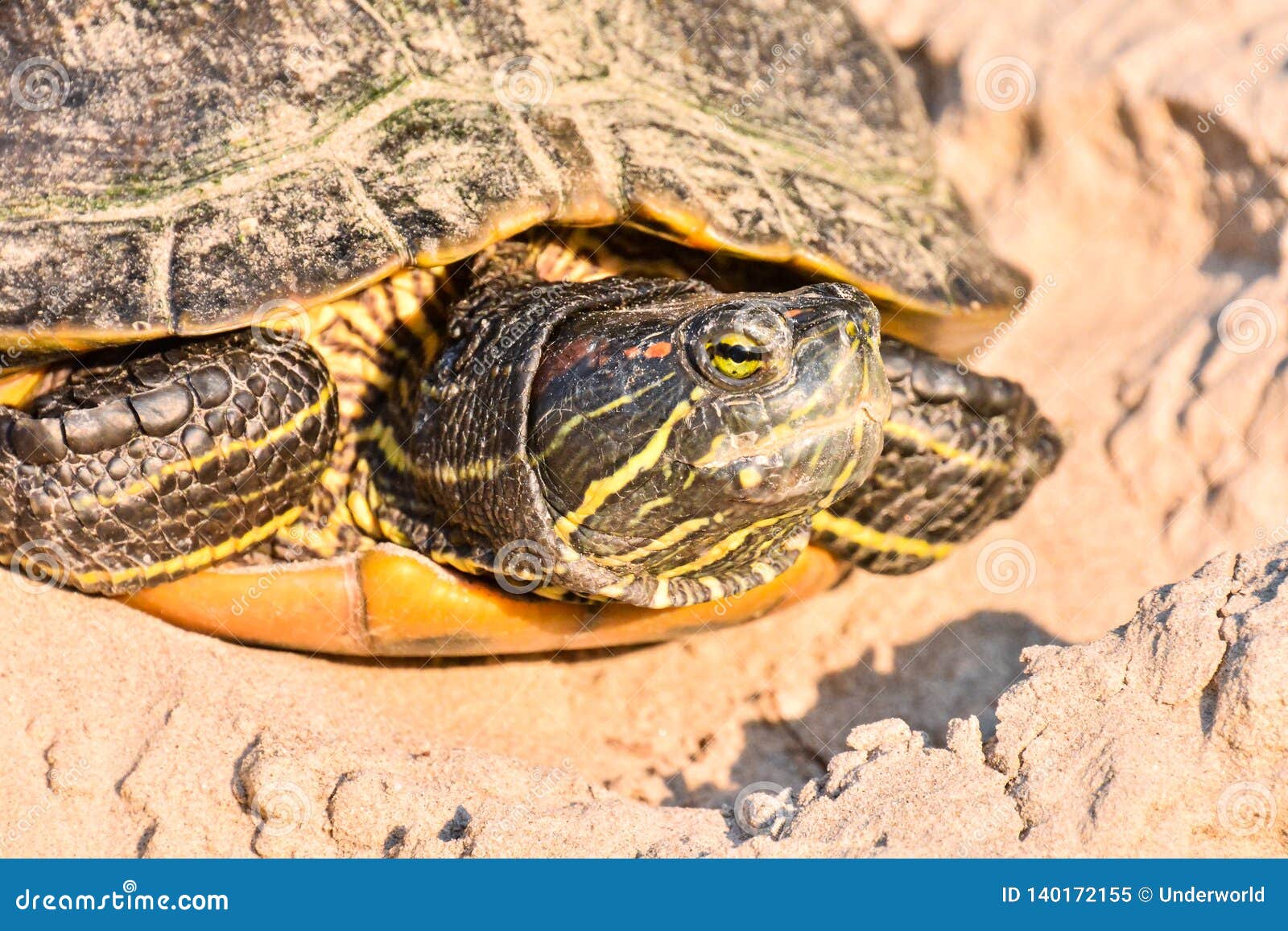 Trachemys Scripta Elegans Tortoise Stock Image - Image of shell, fauna ...