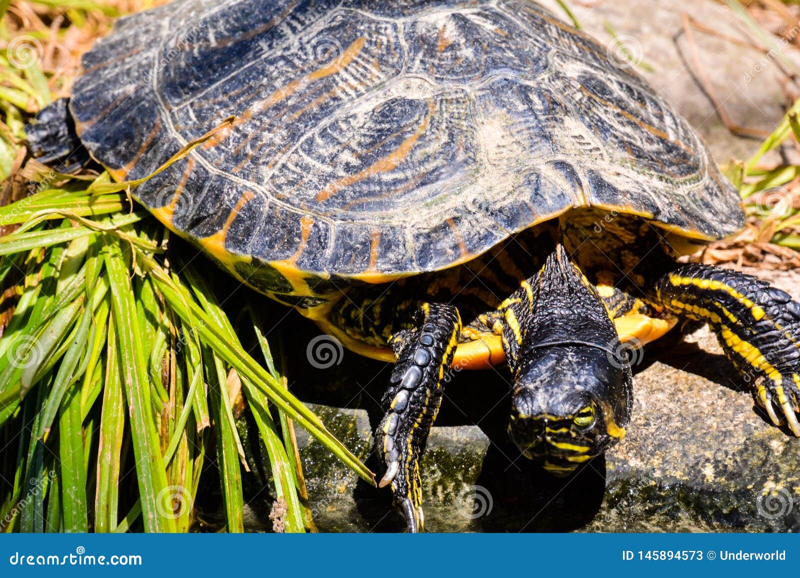Trachemys Scripta Elegans Tortoise Stock Image - Image of wildlife ...