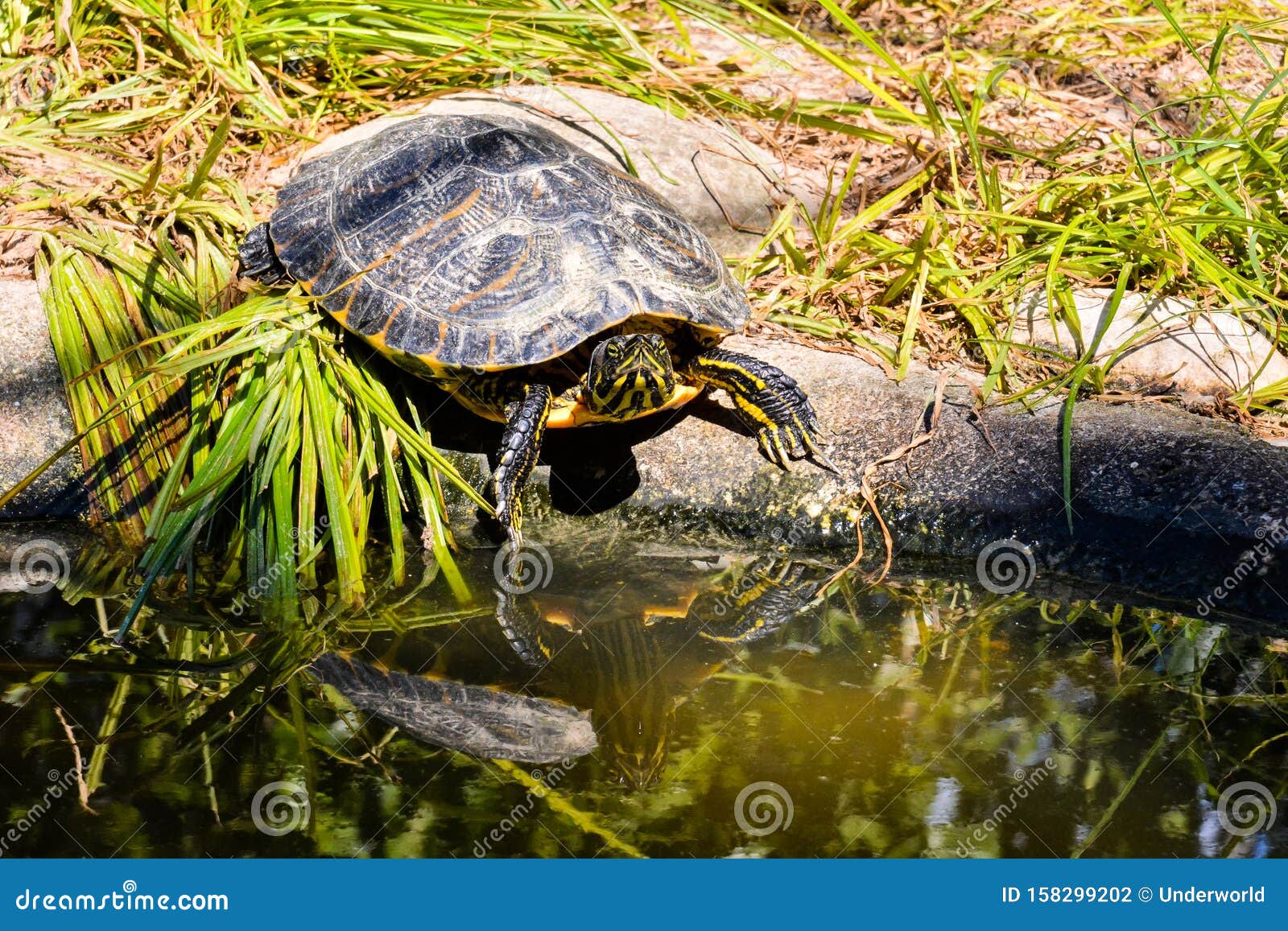 Trachemys Scripta Elegans Tortoise Stock Photo - Image of water, shell ...