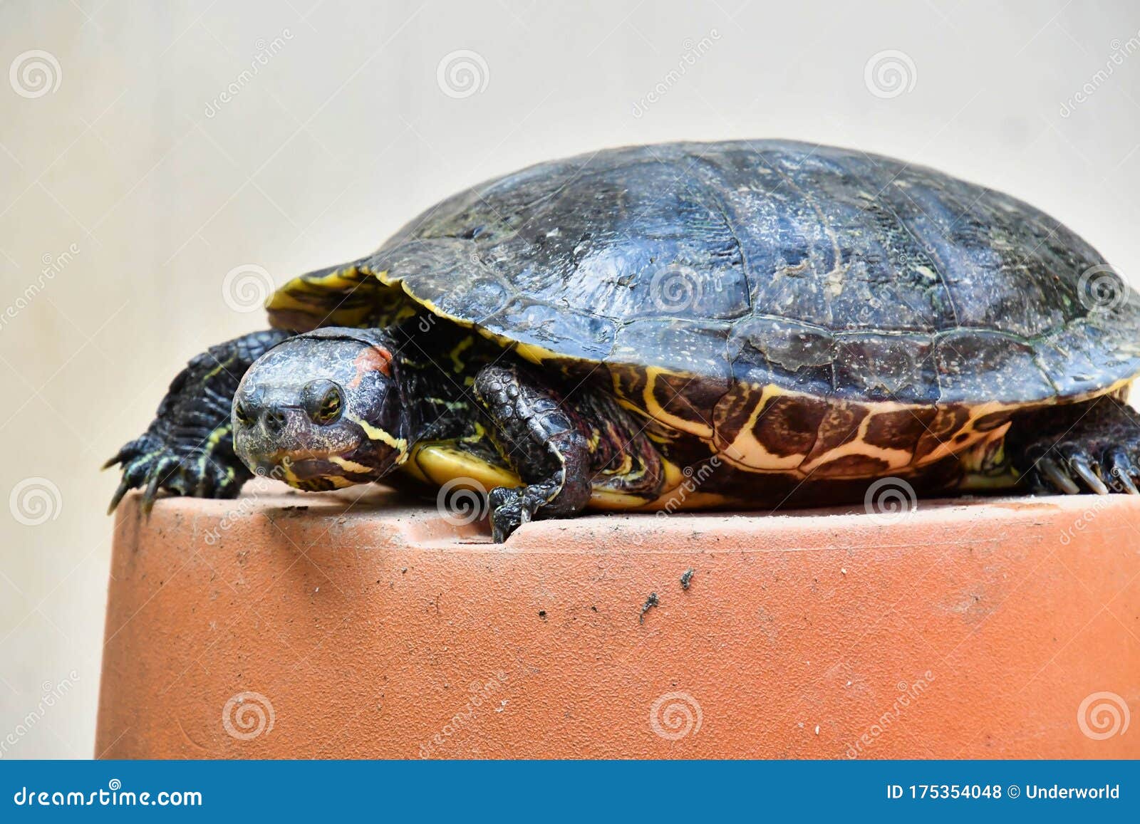 Photo Picture of Red Eared Terrapin Turtle Trachemys Scripta Elegans ...