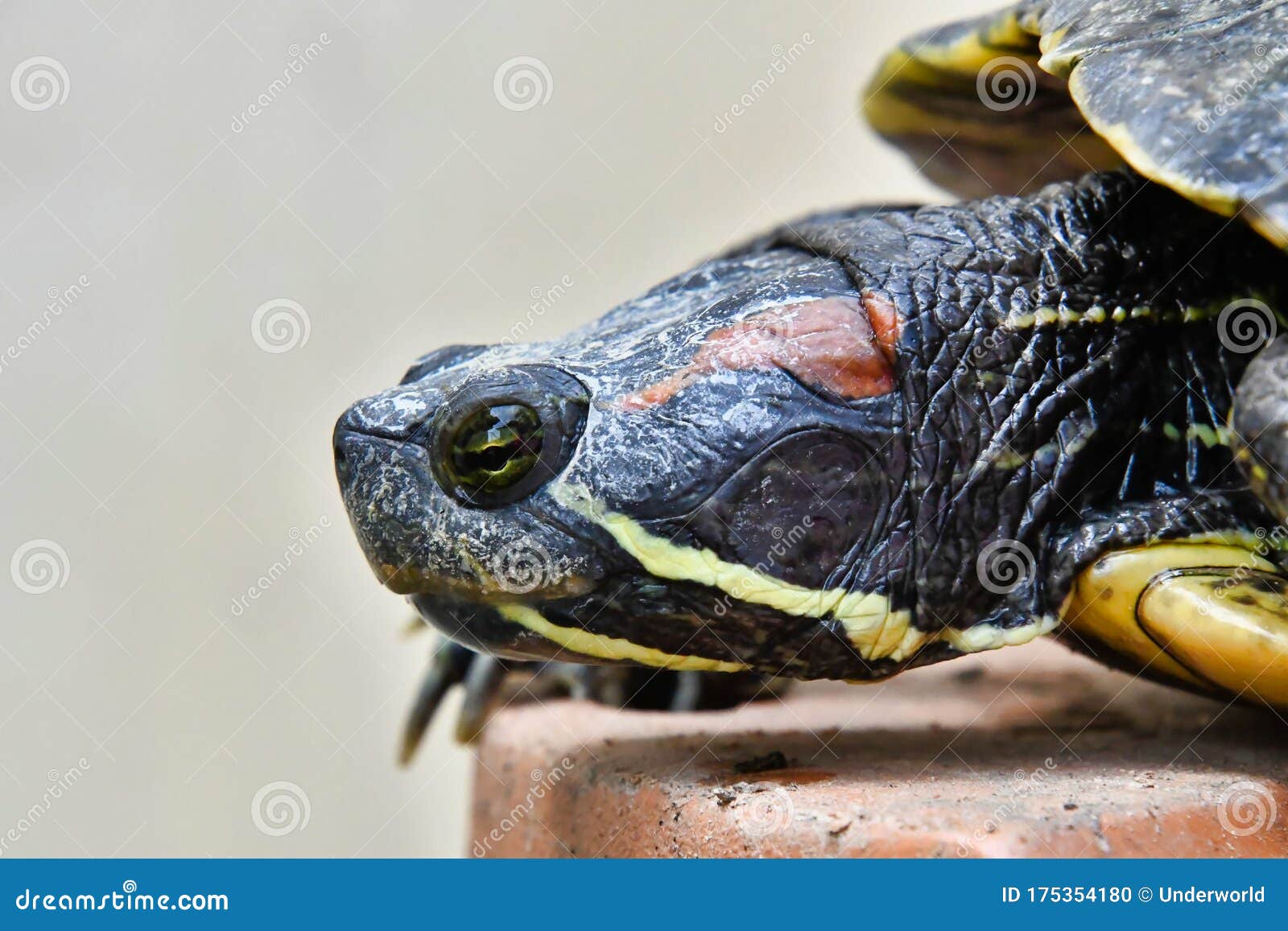 Photo Picture of Red Eared Terrapin Turtle Trachemys Scripta Elegans ...