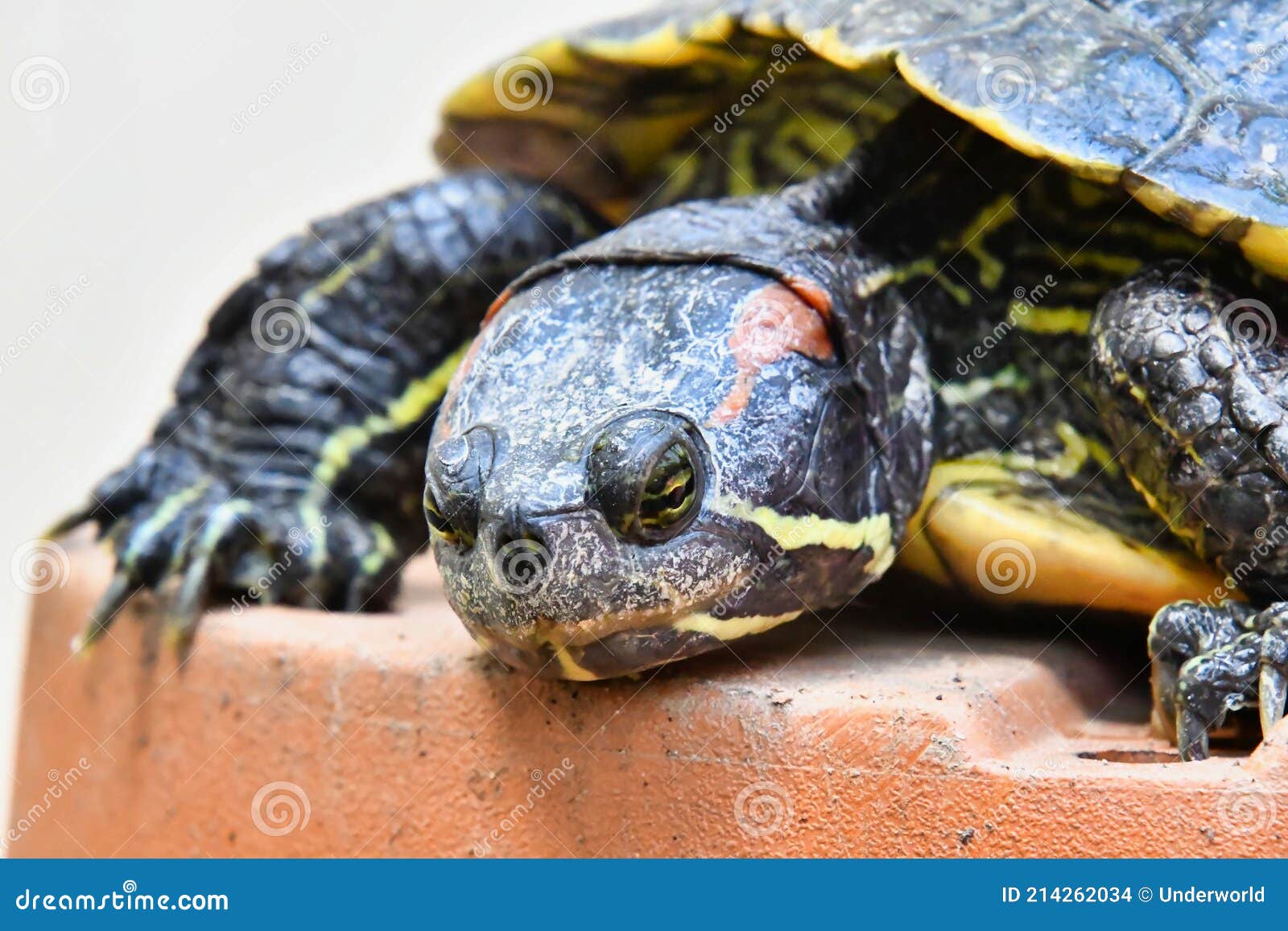 Red Eared Terrapin Turtle Trachemys Scripta Elegans Tortoise Stock ...