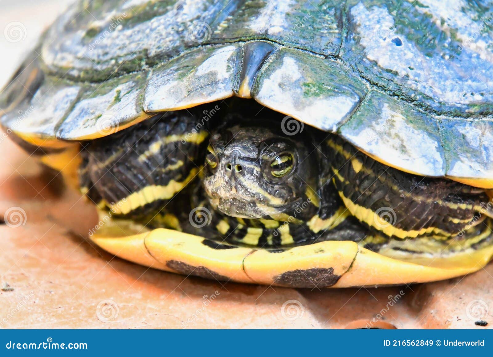 Red Eared Terrapin Turtle Trachemys Scripta Elegans Or Chrysemys ...
