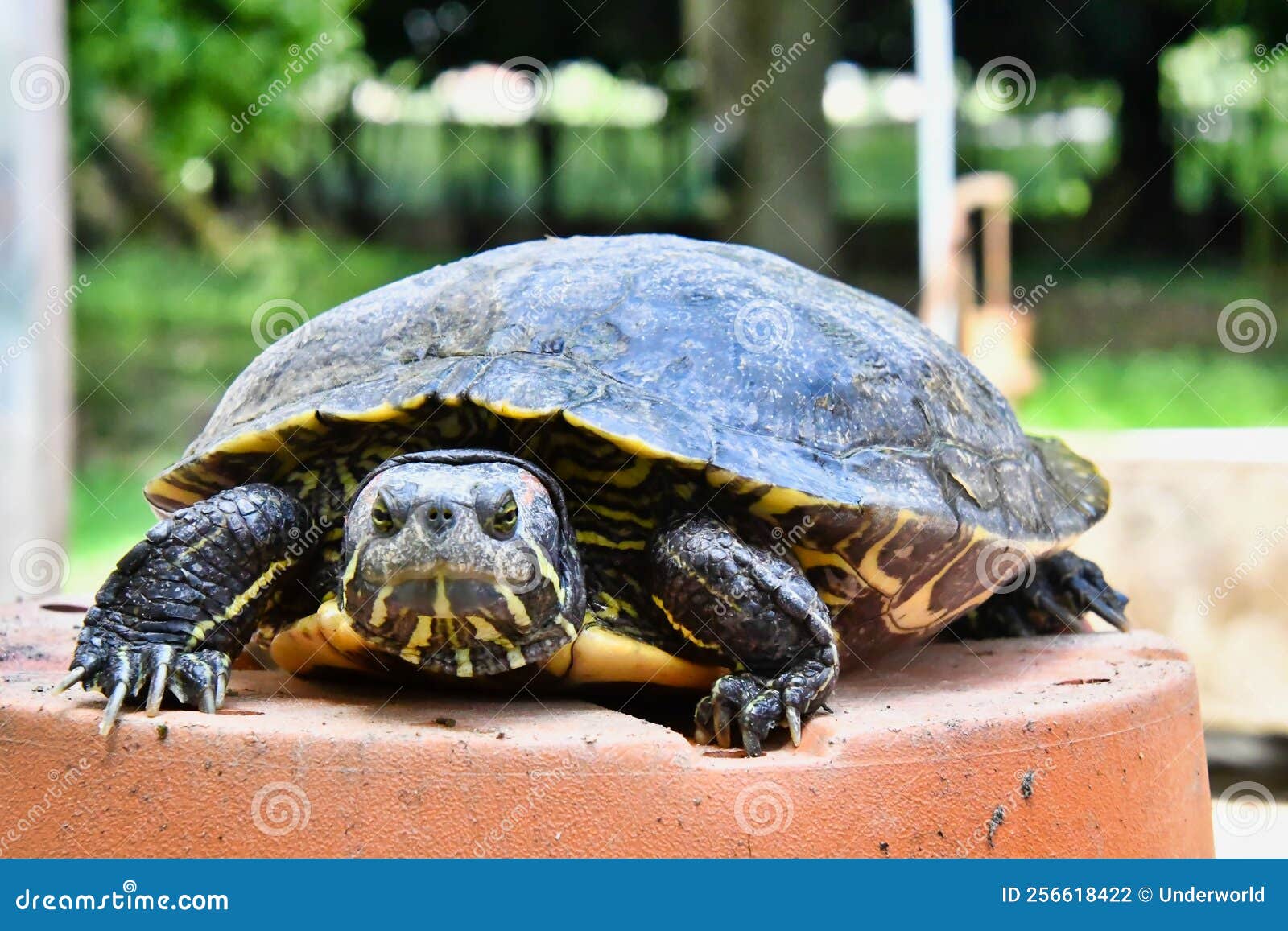 Photo Picture of Red Eared Terrapin Turtle Trachemys Scripta Elegans ...