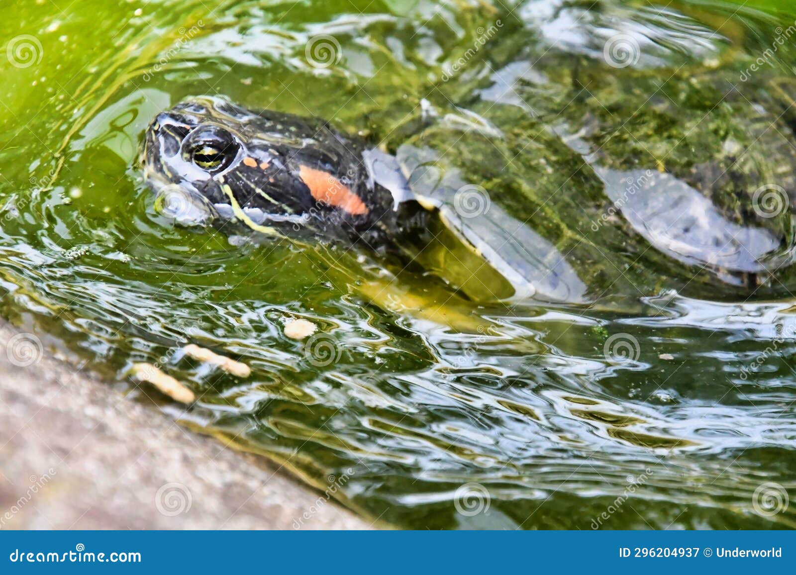 Photo Picture of Red Eared Terrapin Turtle Trachemys Scripta Elegans ...