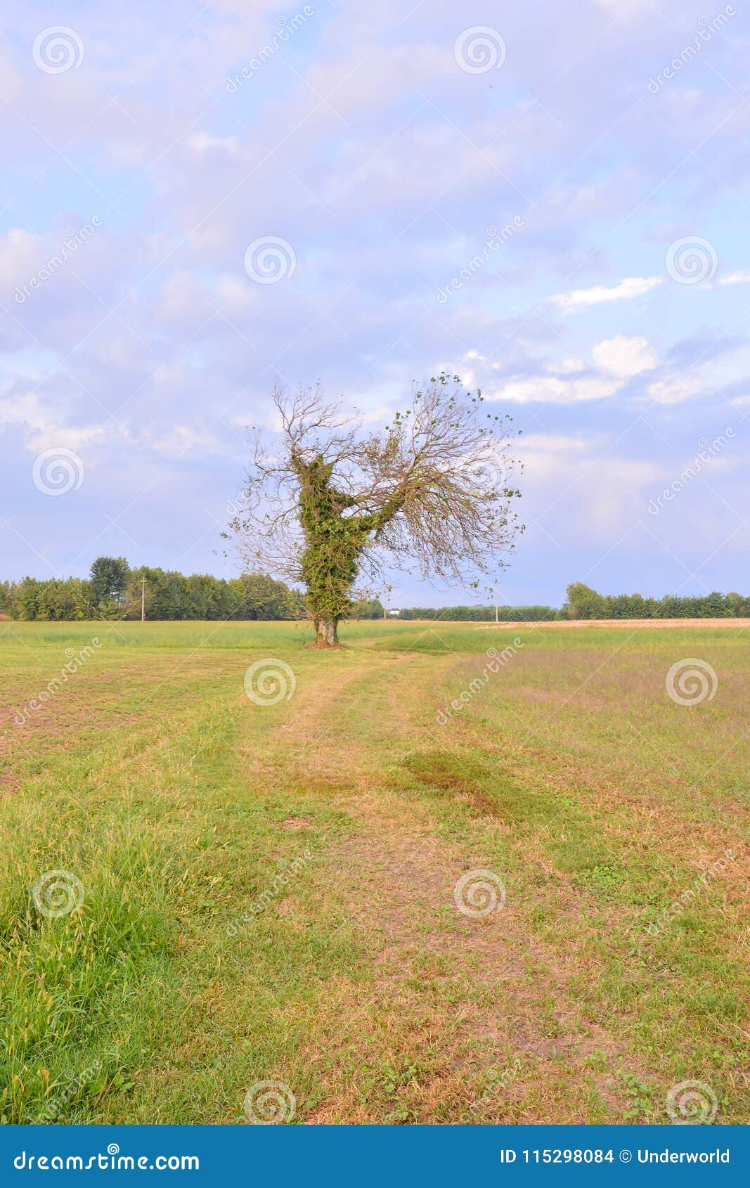 Big tree in meadow stock photo. Image of nature, linden - 115298084