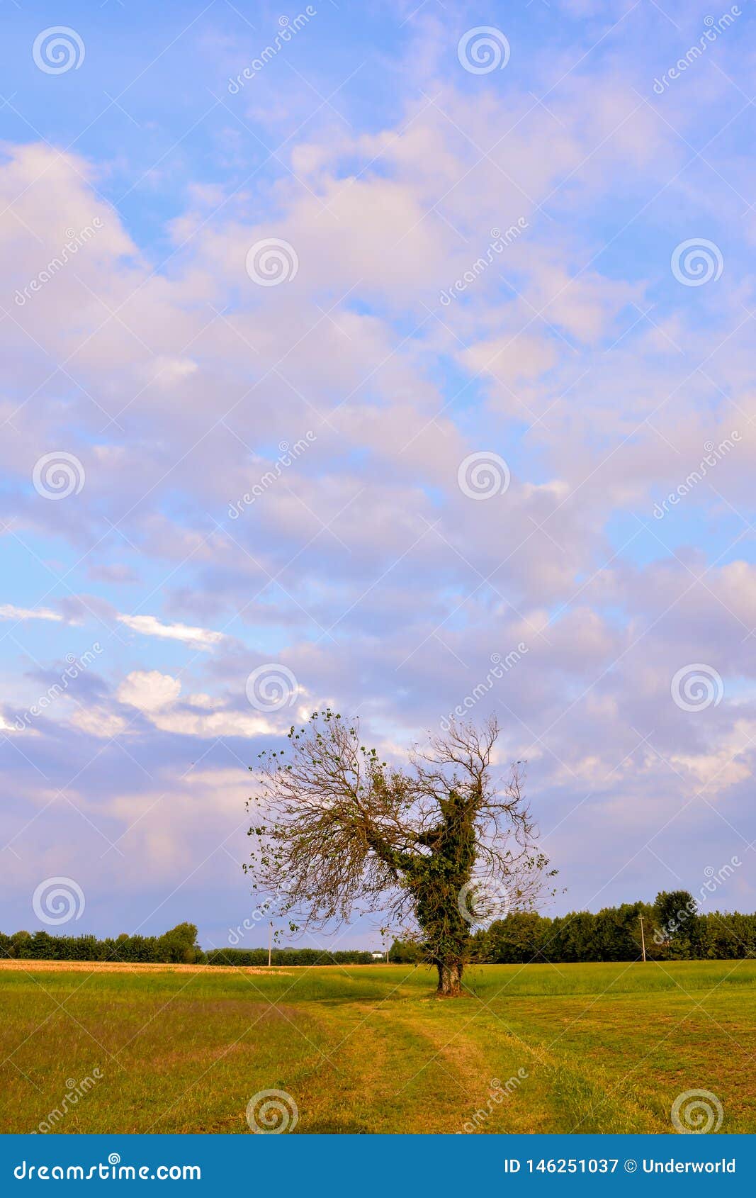Big tree in meadow stock image. Image of countryside - 146251037
