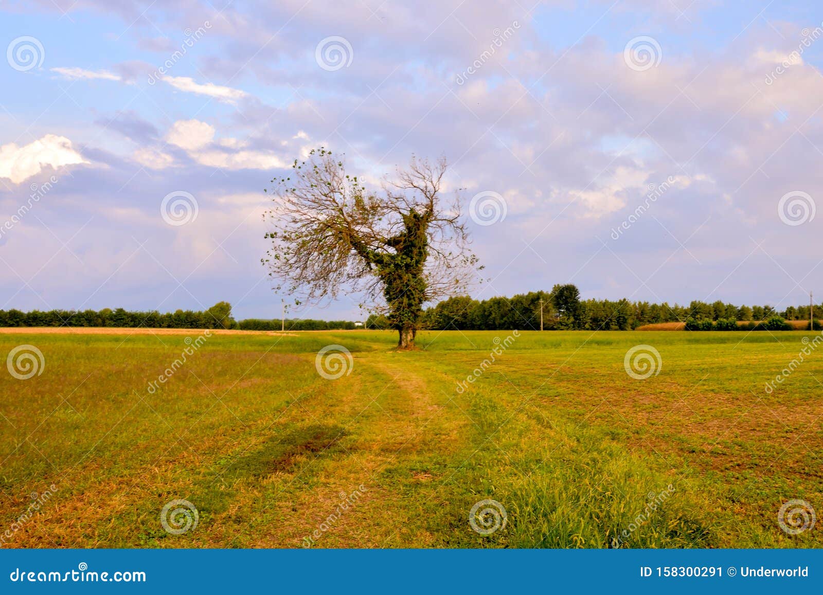 Big tree in meadow stock image. Image of field, autumn - 158300291