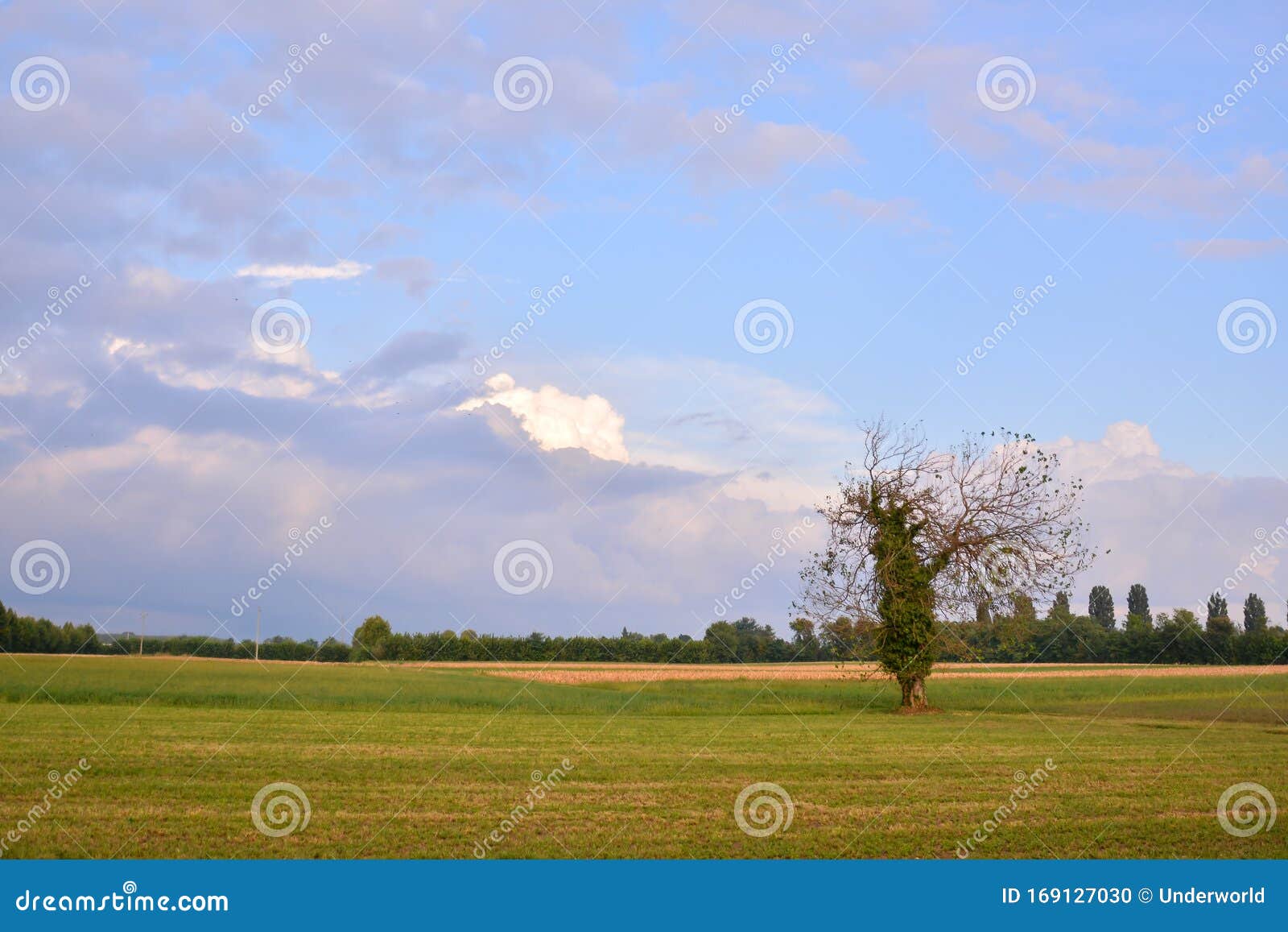 Big tree in meadow stock photo. Image of rural, autumn - 169127030
