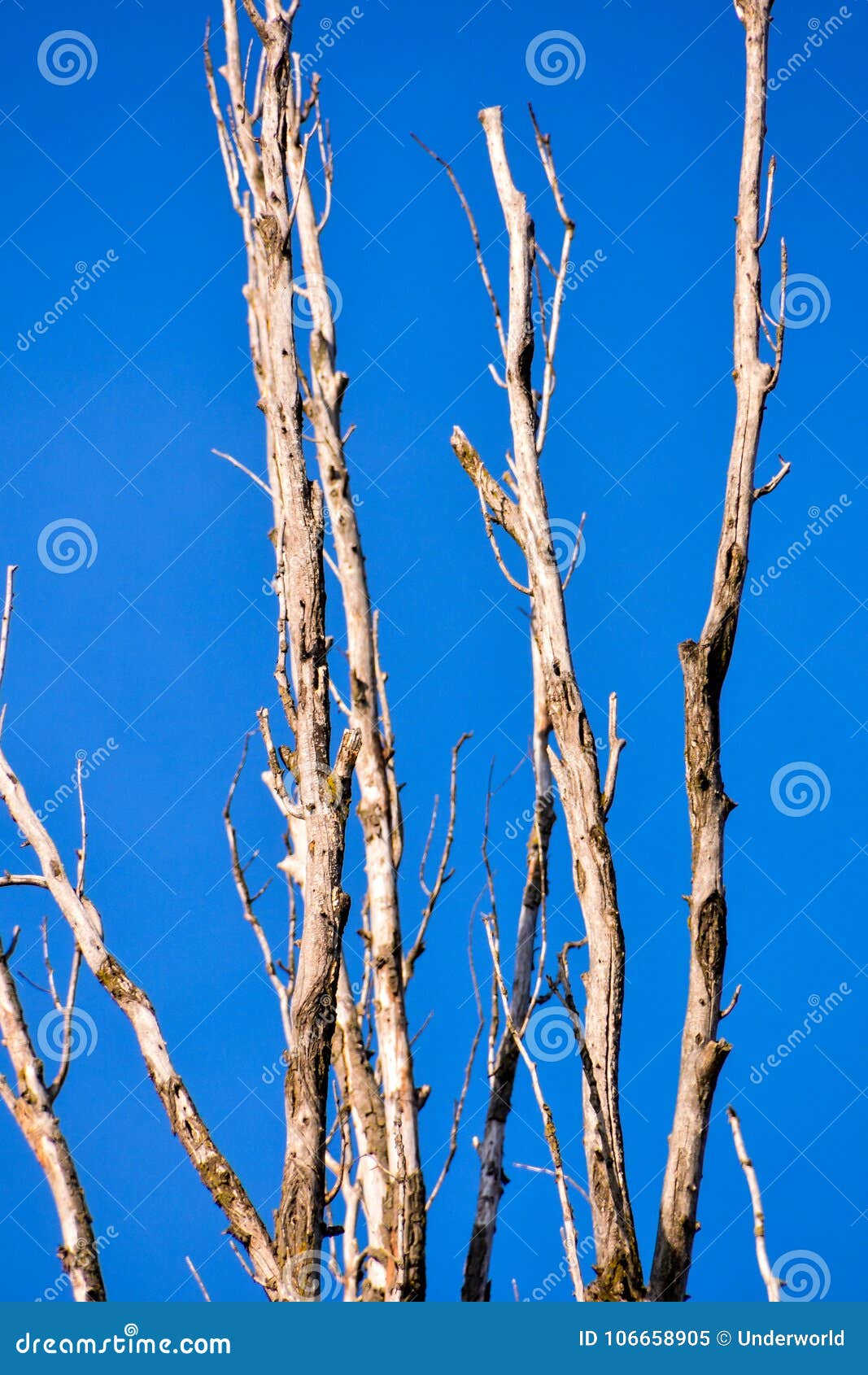 Single Old and Dead Tree Branch Stock Image - Image of plant, grass ...