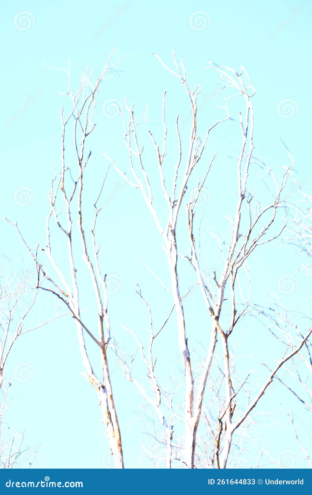 Single Old and Dead Tree Branch Stock Image - Image of branch, tree ...