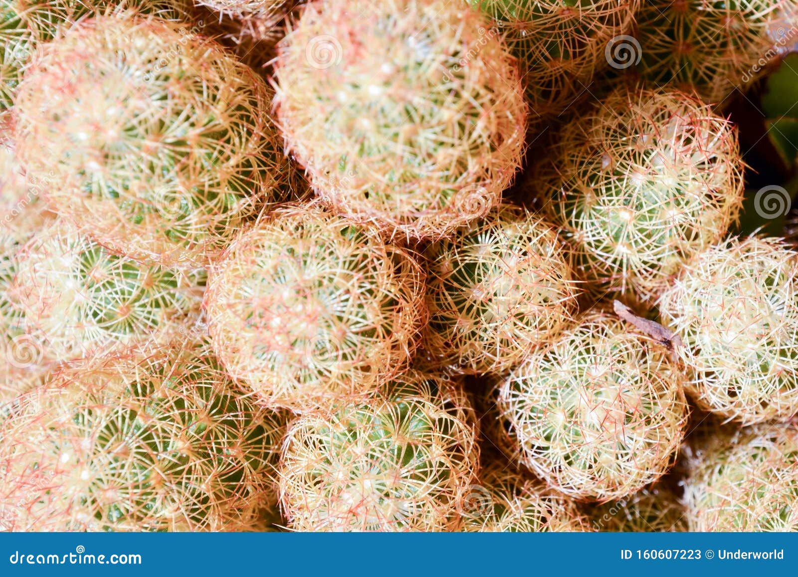Cactus Texture Background stock image. Image of succulent - 160607223