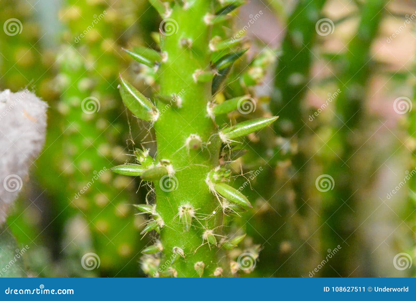 Cactus Texture Background stock image. Image of sharp - 108627511