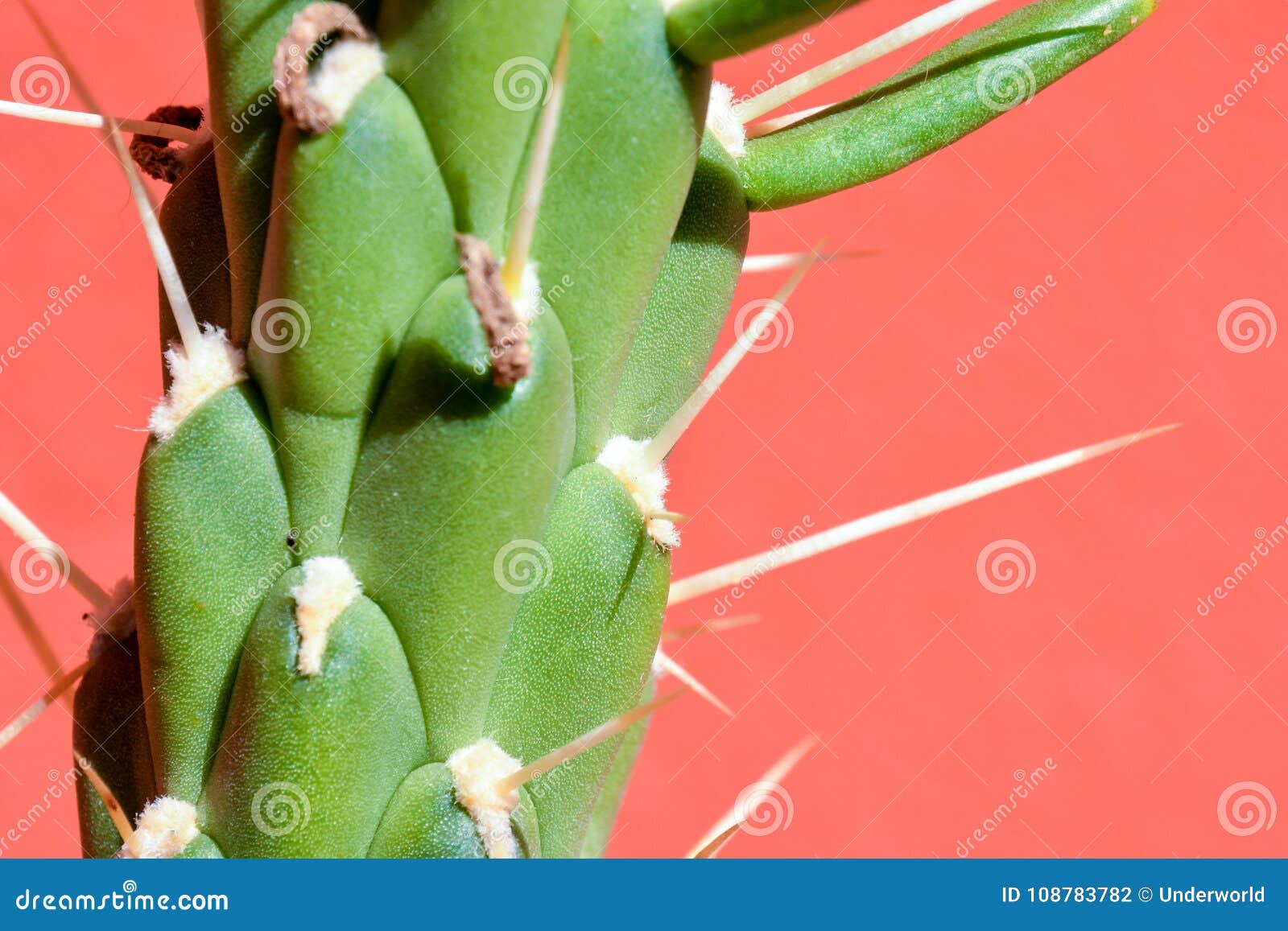Cactus Texture Background stock photo. Image of natural - 108783782