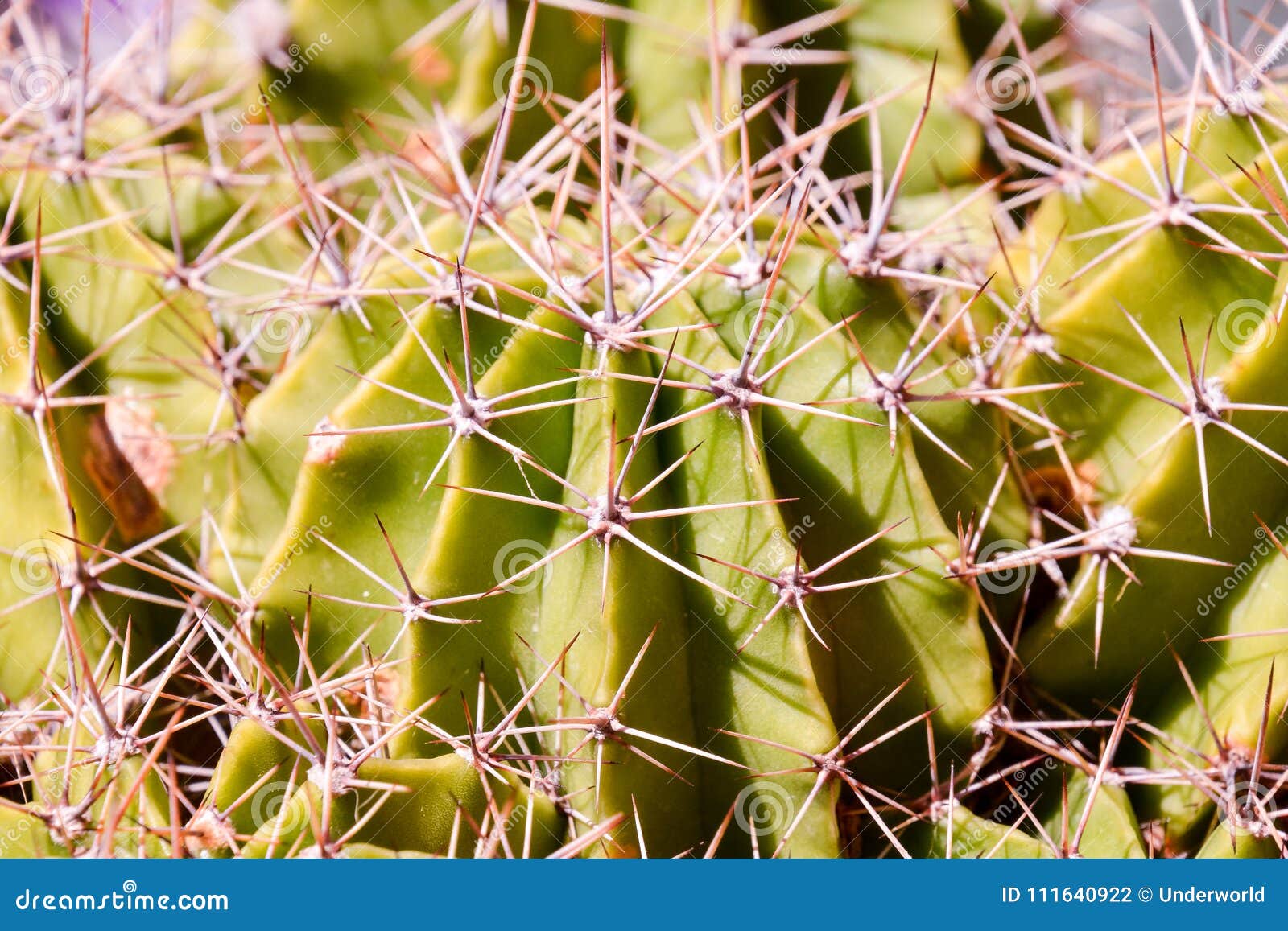 Cactus Texture Background stock photo. Image of pattern - 111640922