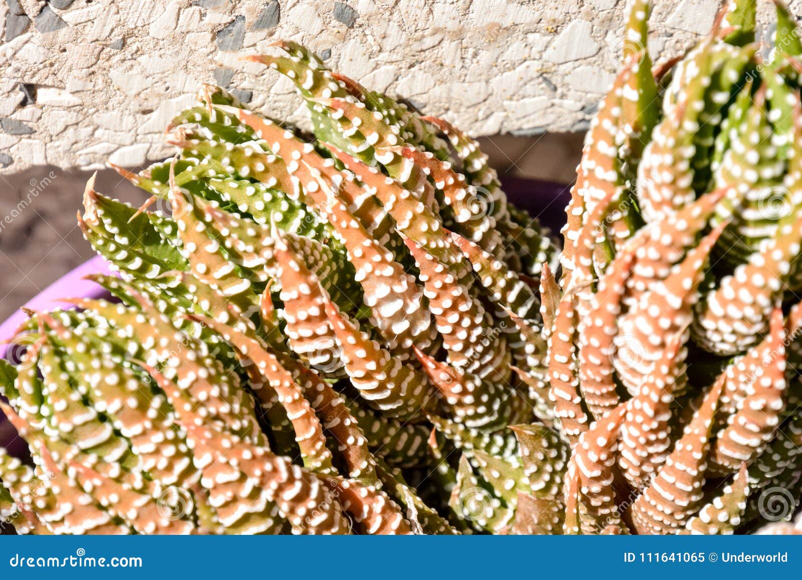 Cactus Texture Background stock image. Image of succulent - 111641065