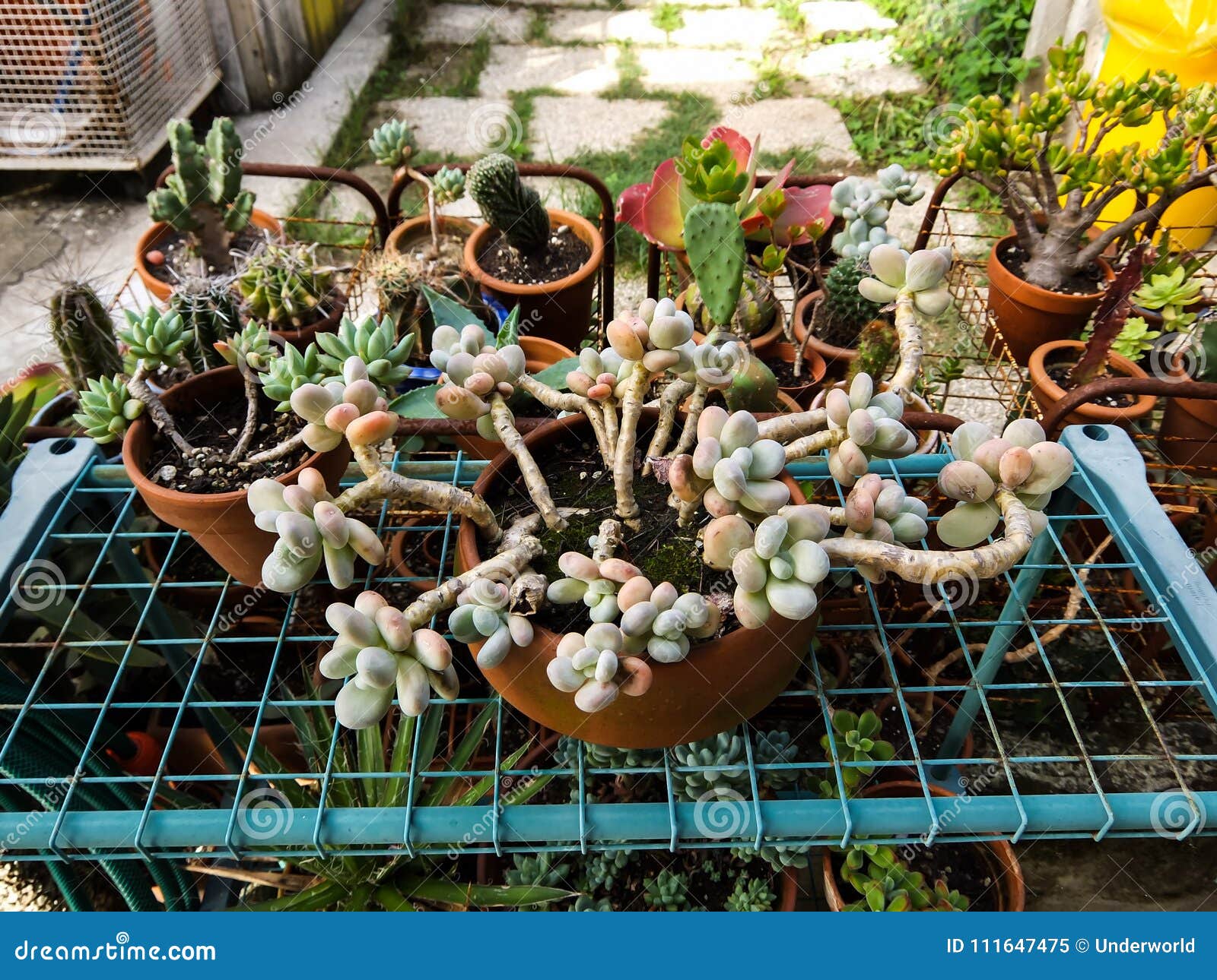 Cactus Texture Background stock image. Image of grow - 111647475