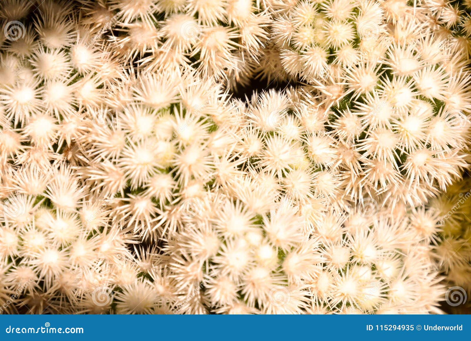 Cactus Texture Background stock image. Image of leaf - 115294935