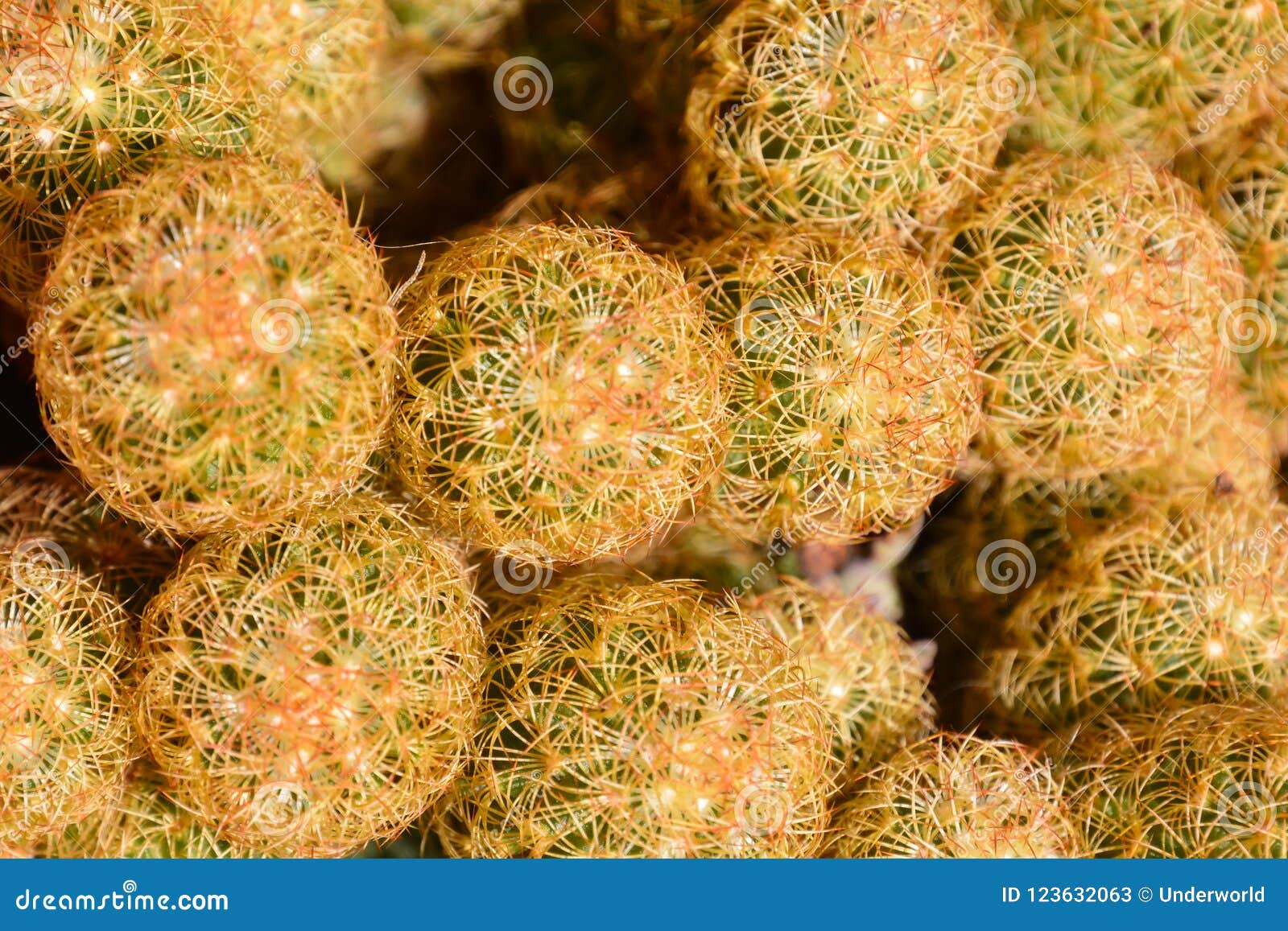 Cactus Texture Background stock image. Image of cactus - 123632063