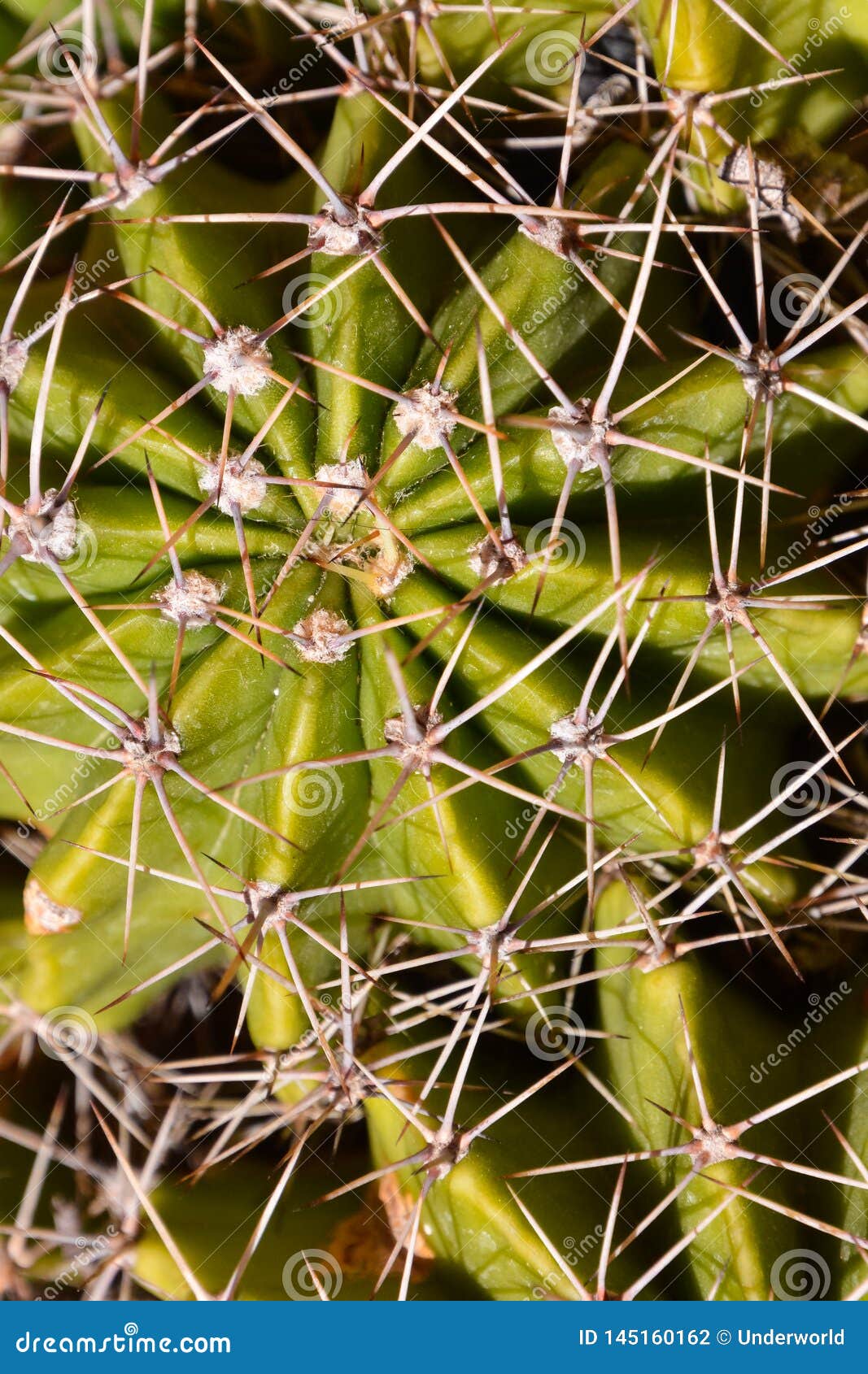 Cactus Texture Background stock photo. Image of background - 145160162